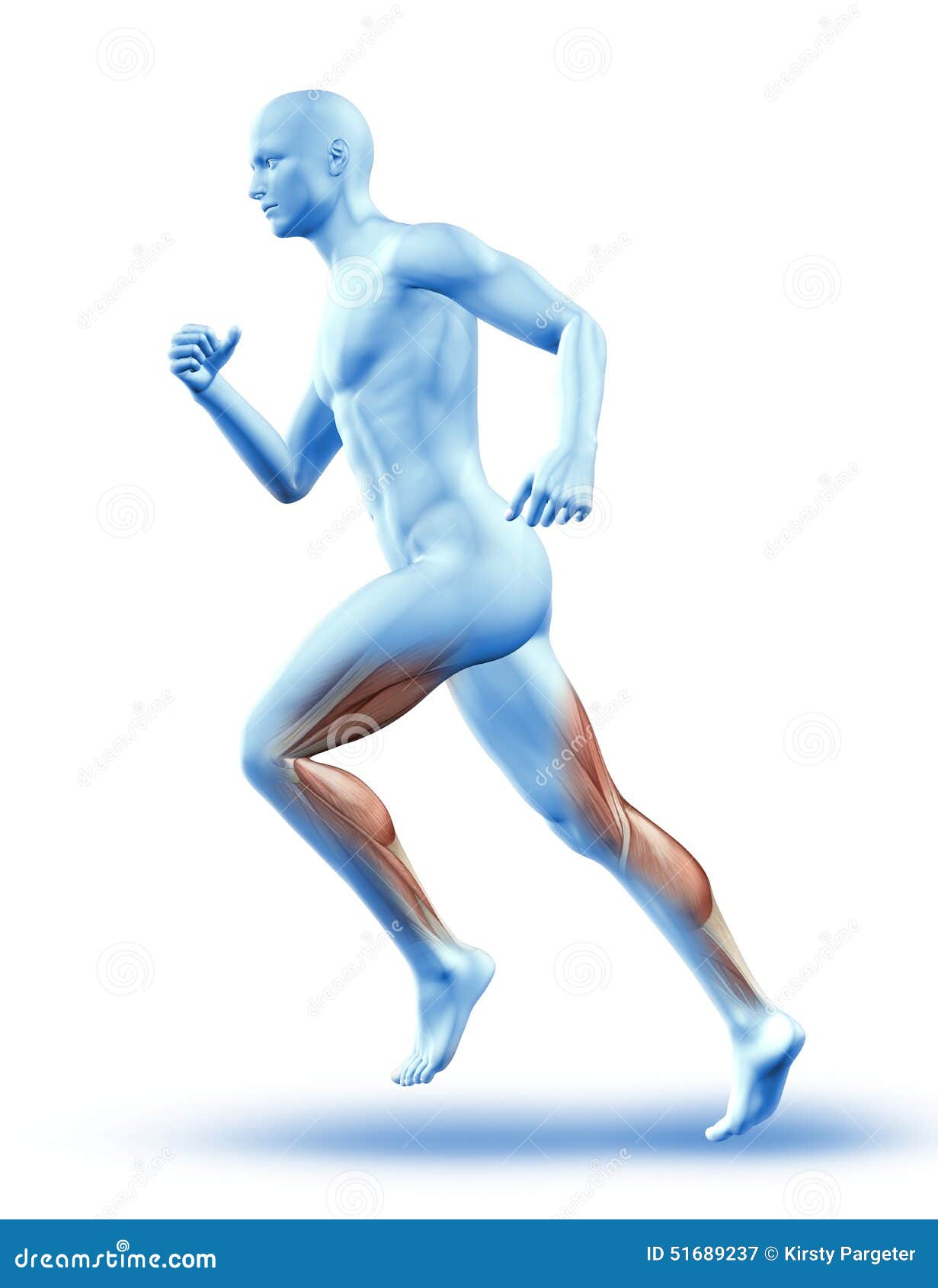 3D Male Figure With Muscle Map On Medical DNA Background Royalty-Free ...