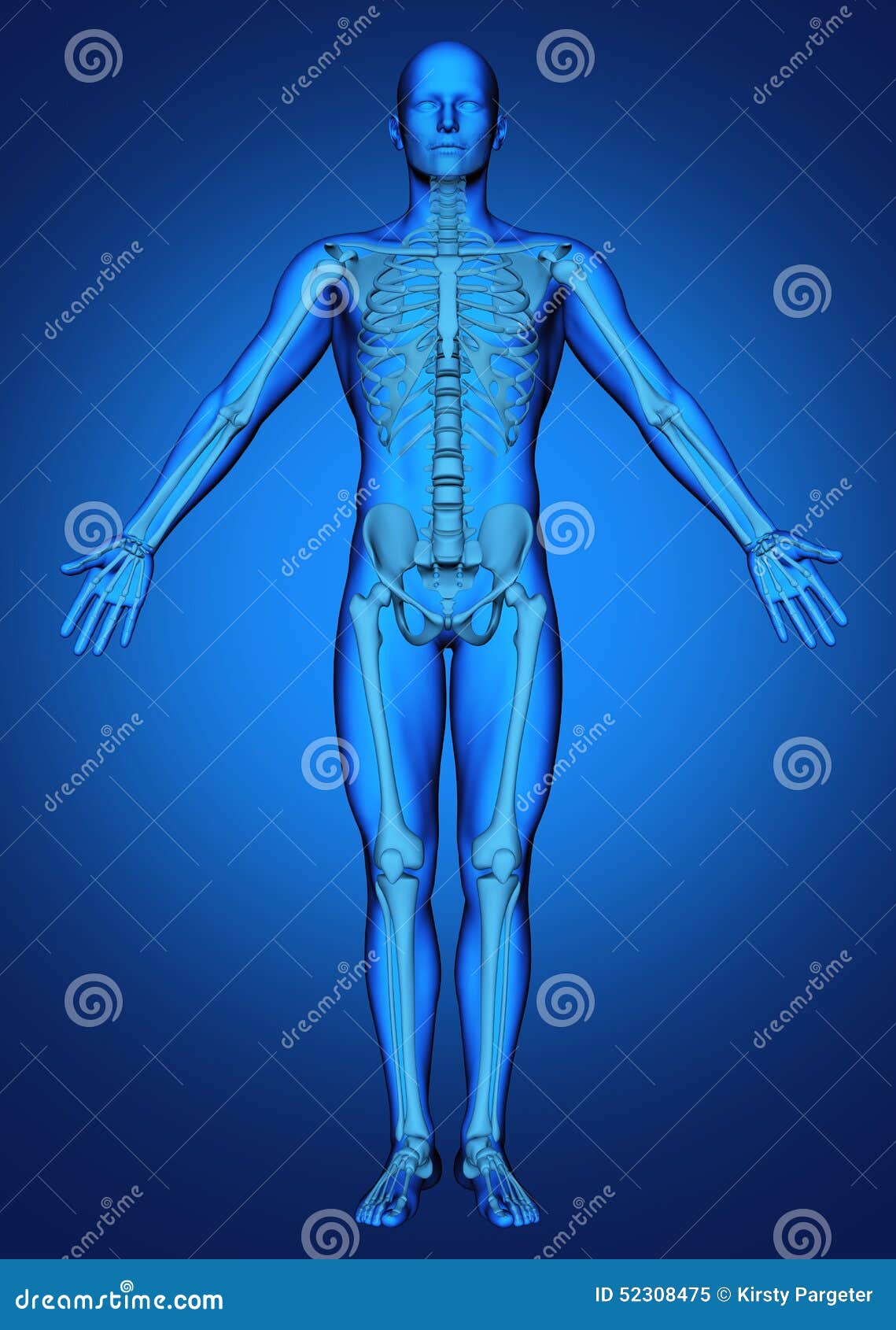 3D Male Figure with Skeleton Stock Illustration - Illustration of ...