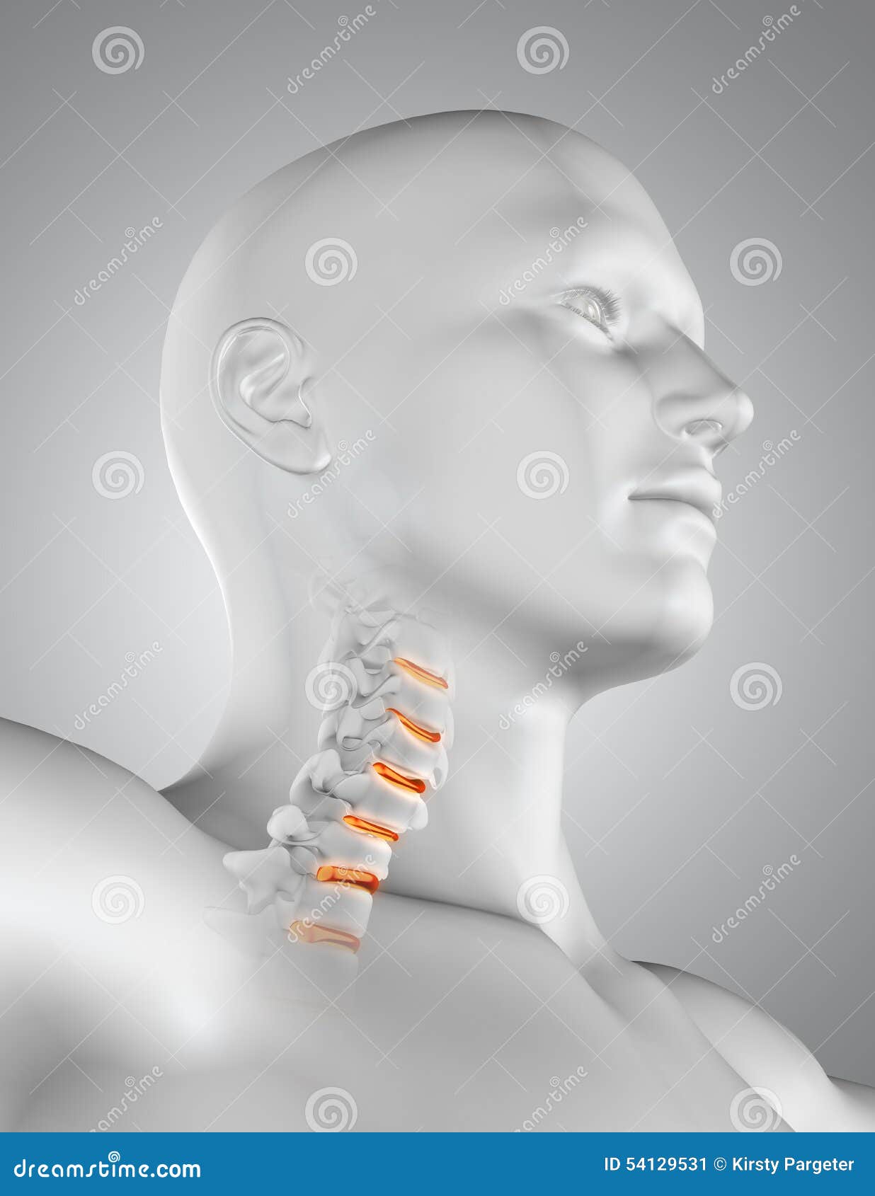 3D Male Medical Figure with Skeleton Neck Highlighted Stock ...