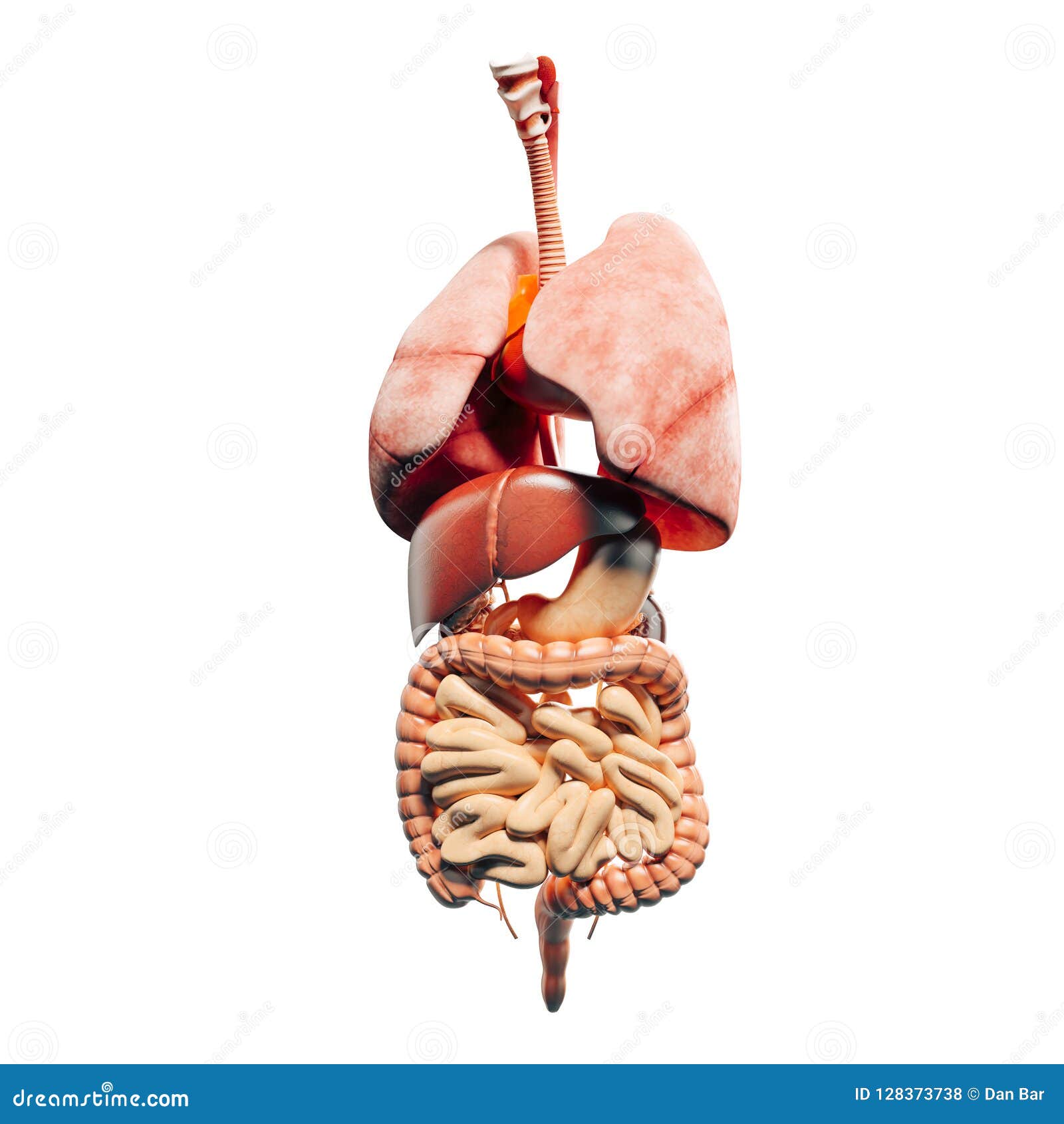 3d Render Of Human Skeleton Showing Internal Organs Stock Photo ...