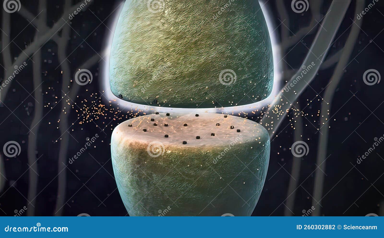 3D Medical Animaton of the Nervous System, Synapses Stock Illustration ...