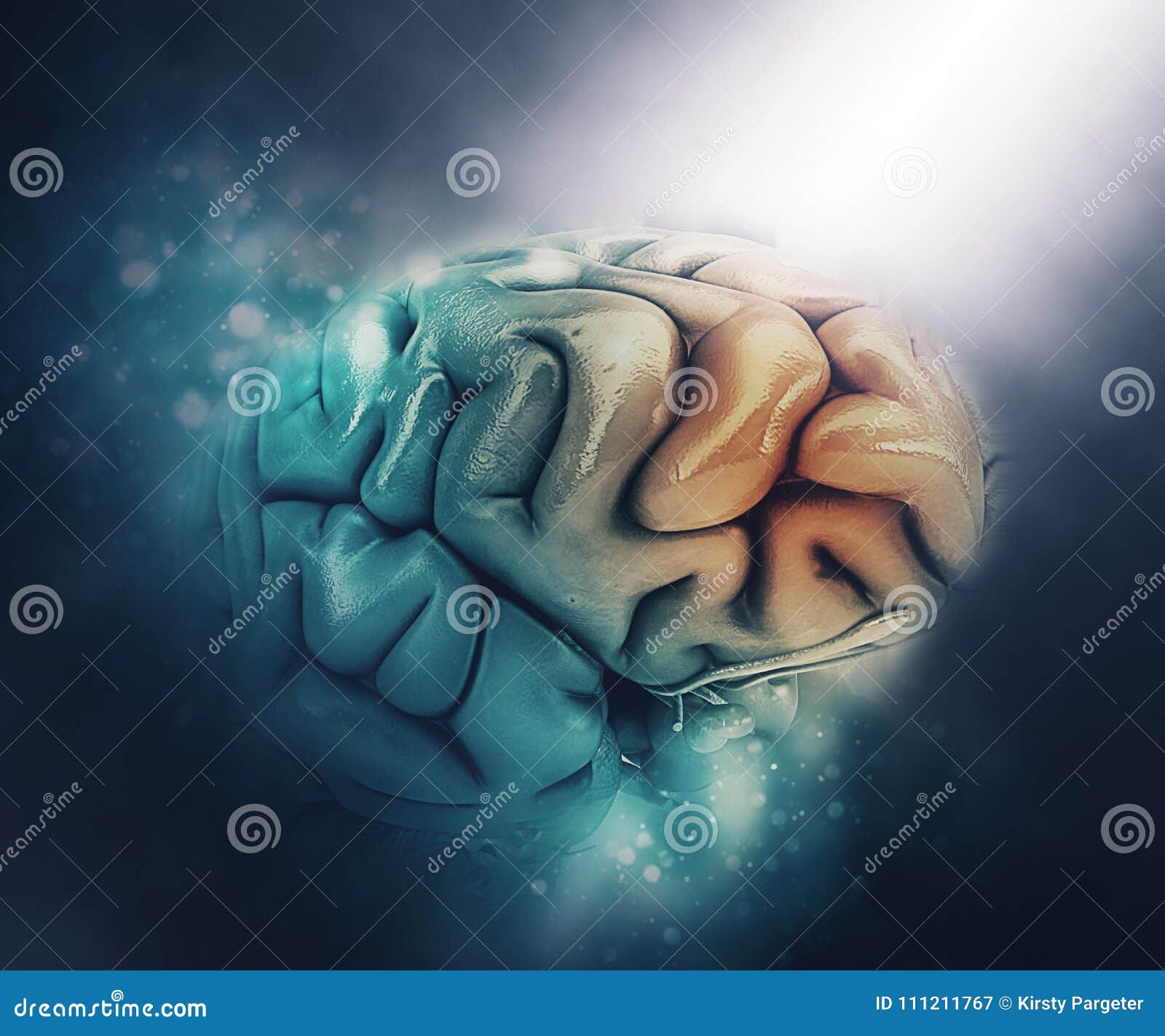 3D Medical Figure of a Brain with Frontal Lobe Highlighted Stock ...