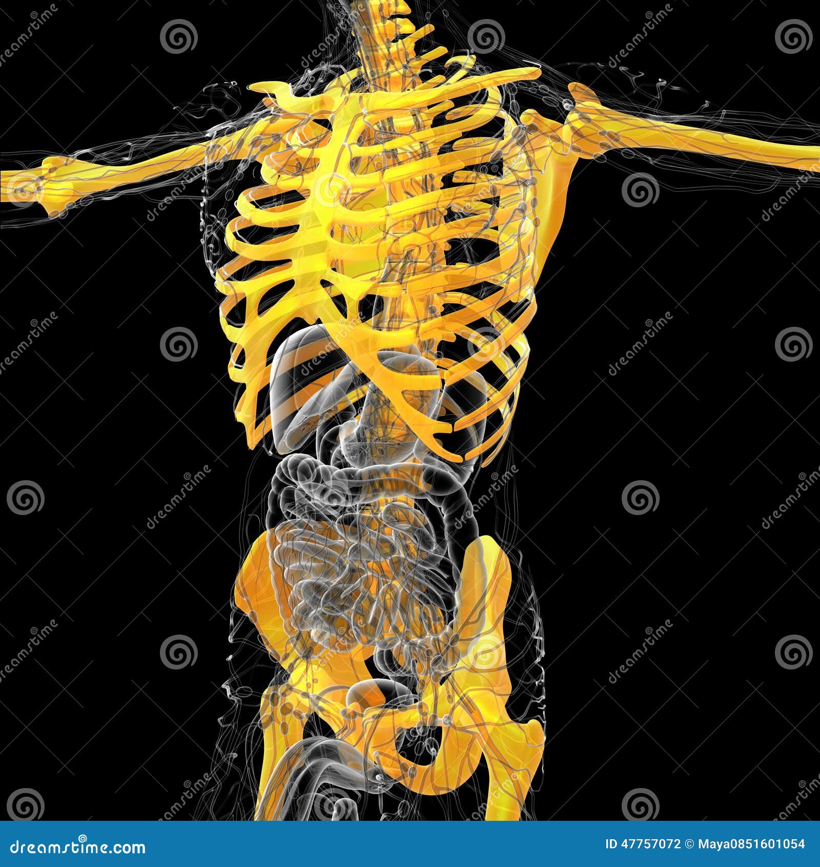 3D Medical Illustration of the Human Skeleton Stock Illustration ...