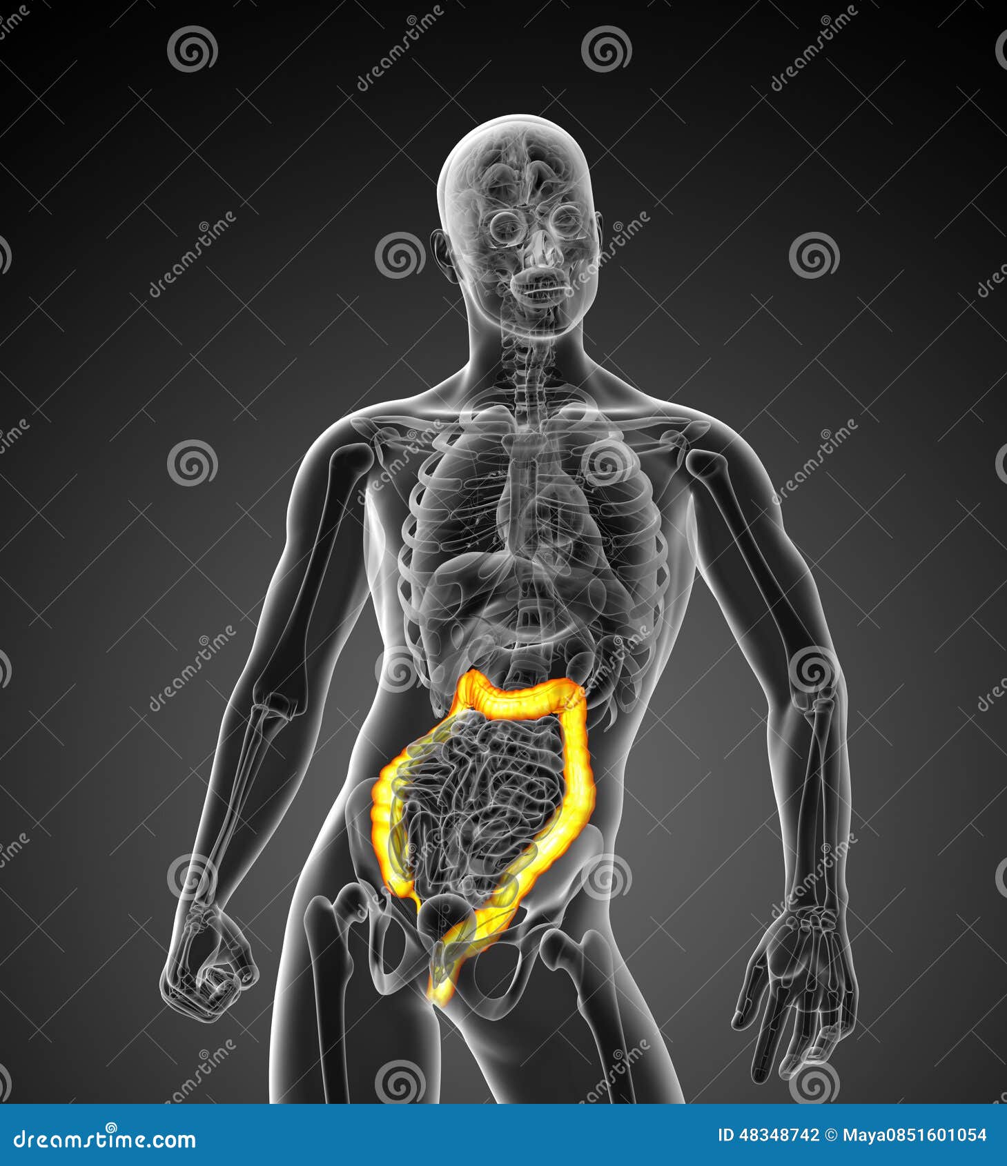 3D Medical Illustration of the Large Intestine Stock Illustration ...