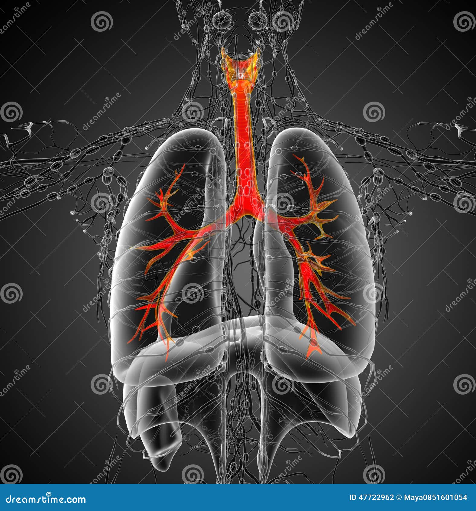 Male Bronchi Anatomy Stock Image | CartoonDealer.com #48201133