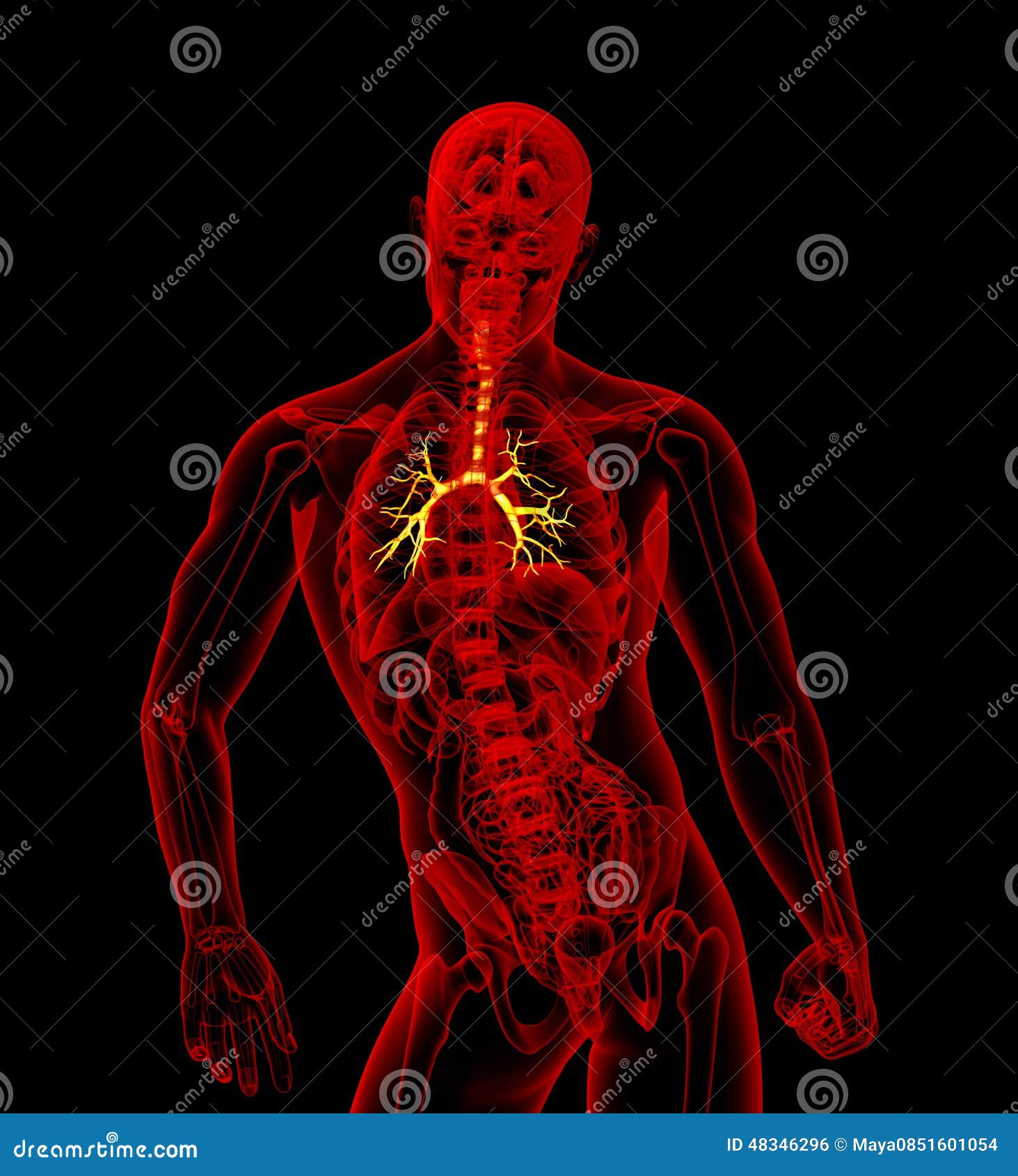 3D Medical Illustration of the Male Bronchi Stock Illustration ...