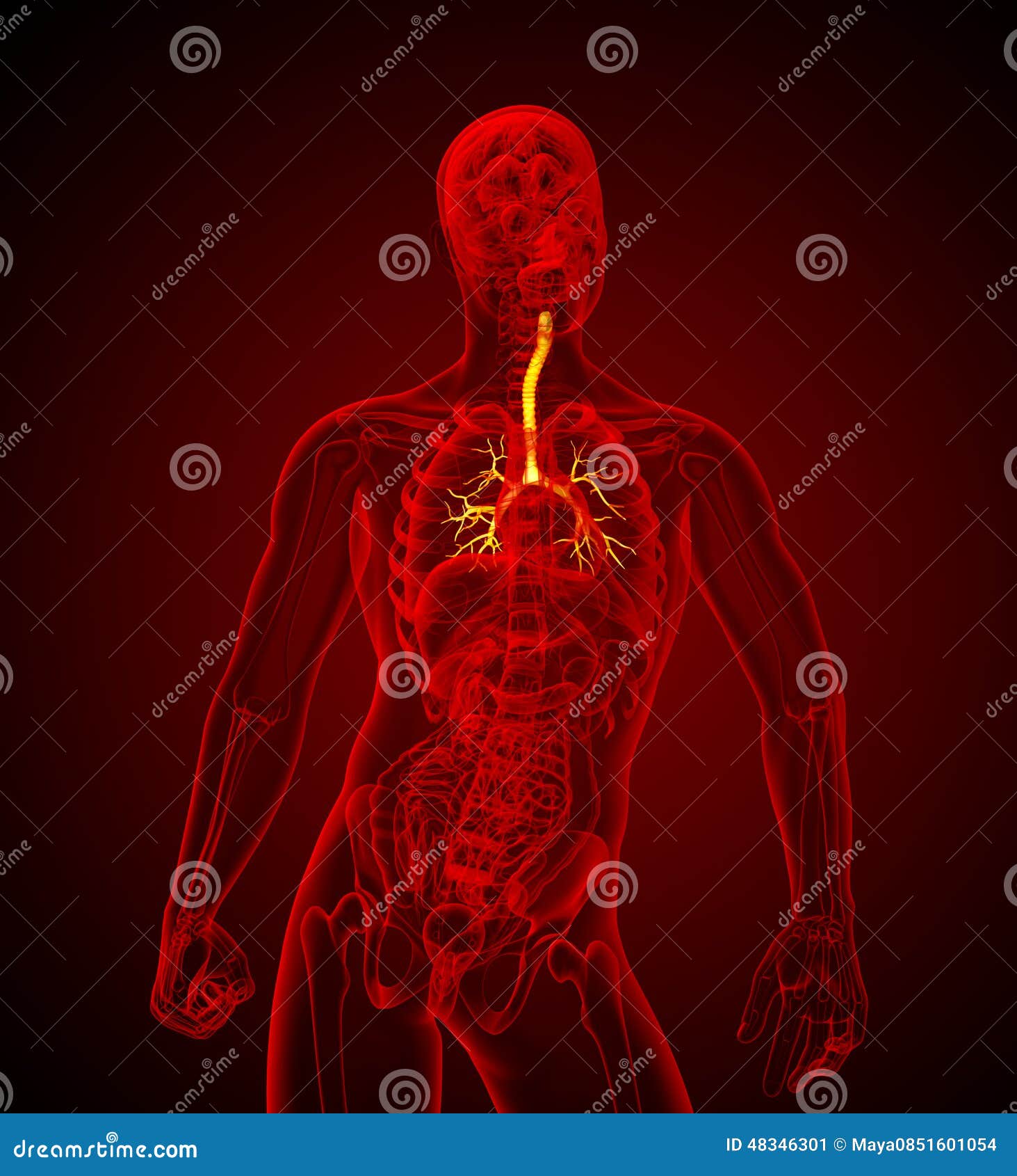 3D Medical Illustration of the Male Bronchi Stock Illustration ...
