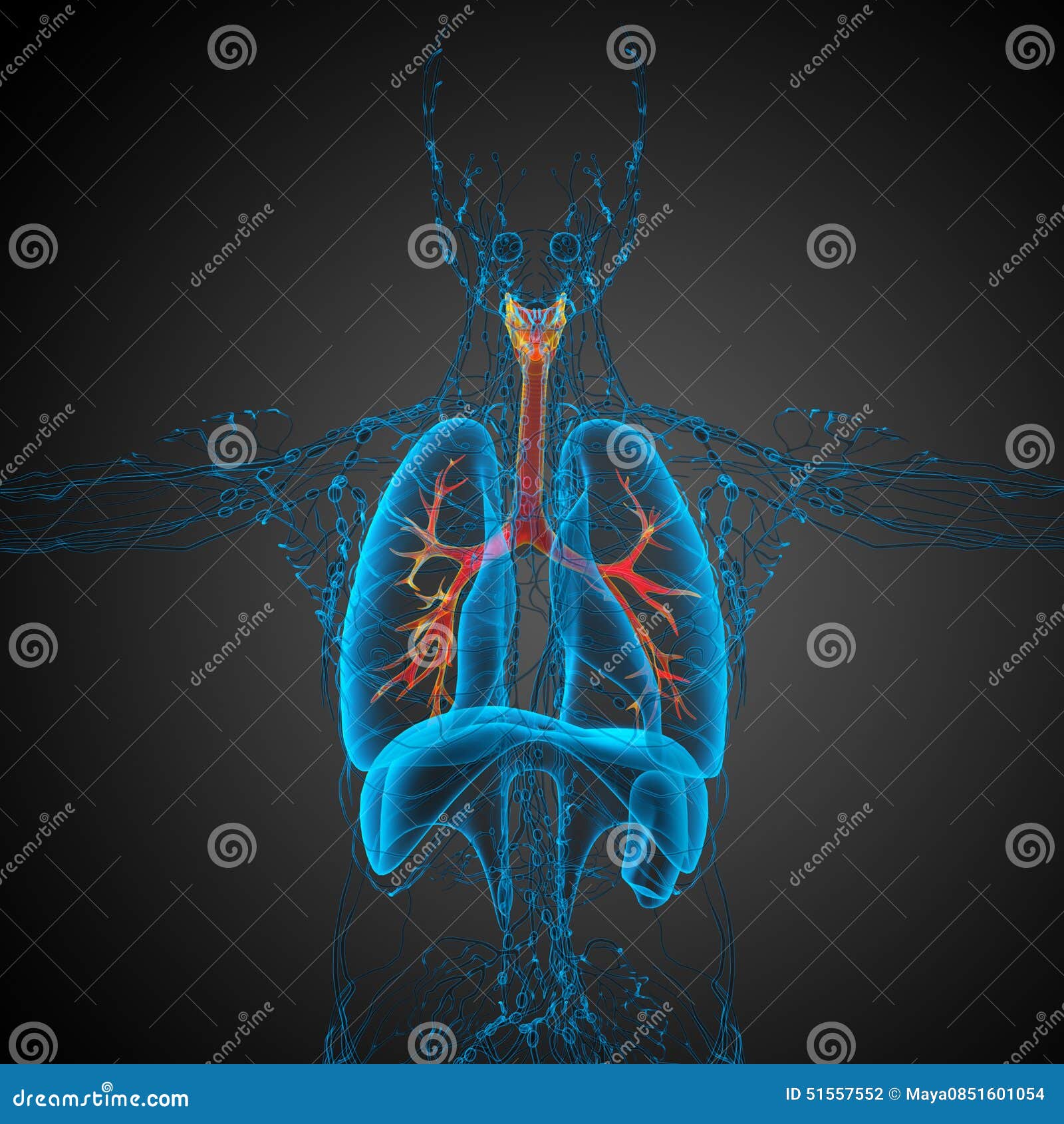 3D Medical Illustration of the Male Bronchi Stock Illustration ...