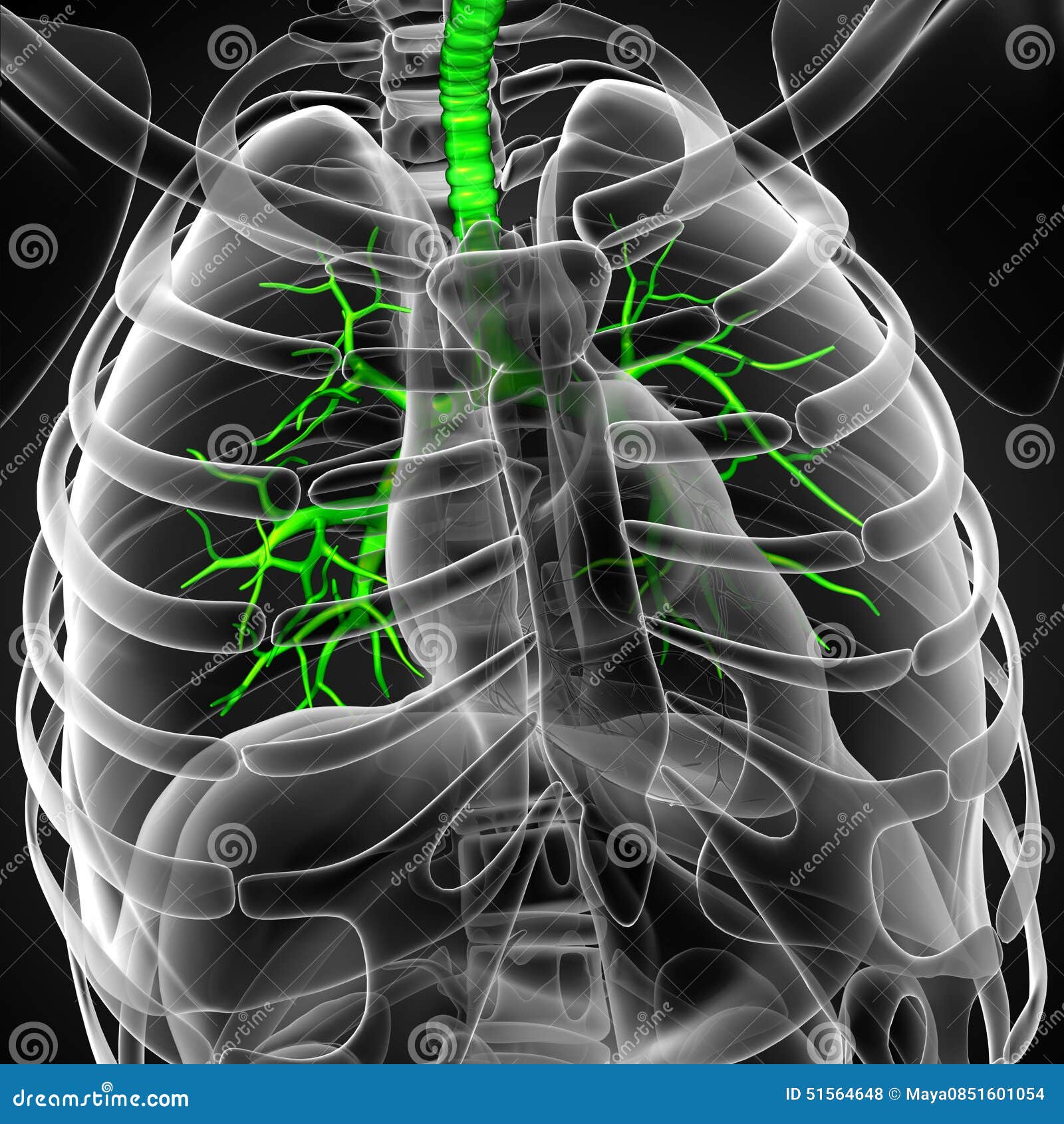 3D Medical Illustration of the Male Bronchi Stock Illustration ...