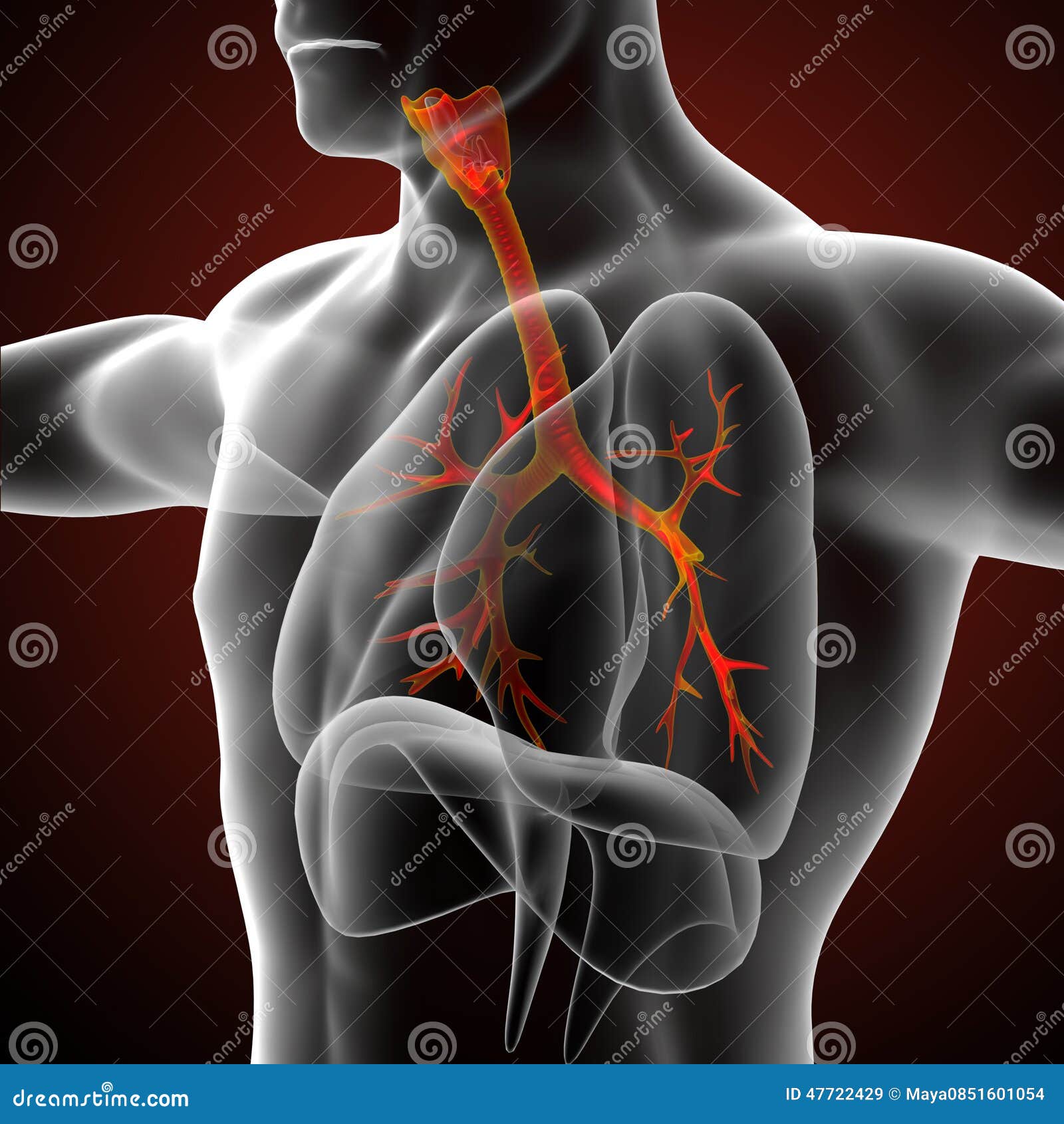 3D Medical Illustration of the Male Bronchi Stock Illustration ...