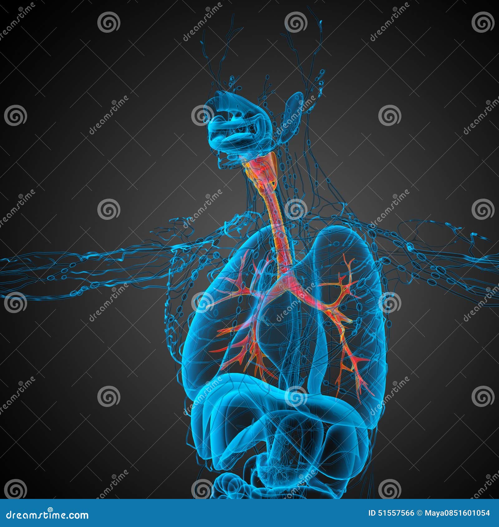3D Medical Illustration of the Male Bronchi Stock Illustration ...