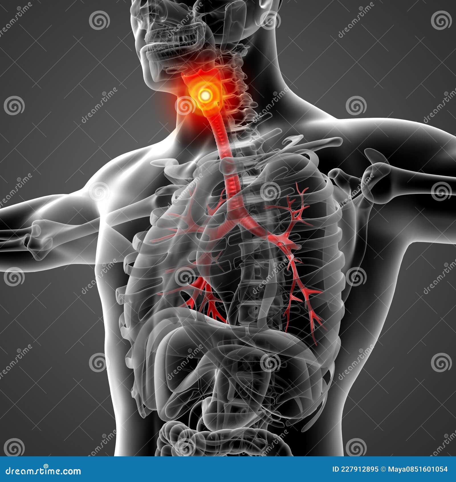 3D rendering of bronchi stock illustration. Illustration of physiology ...