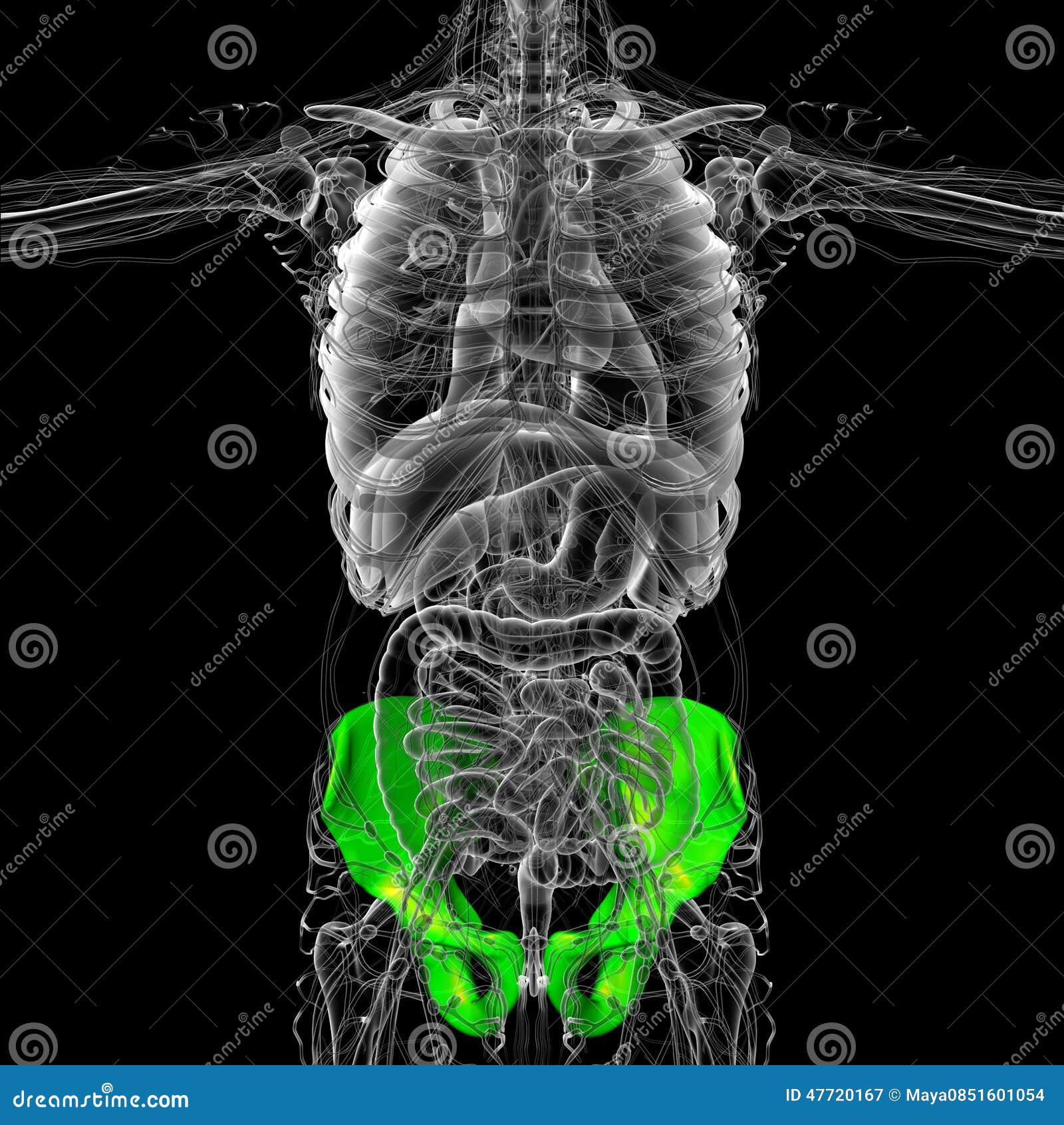 3D Medical Illustration of the Pelvis Bone Stock Illustration ...