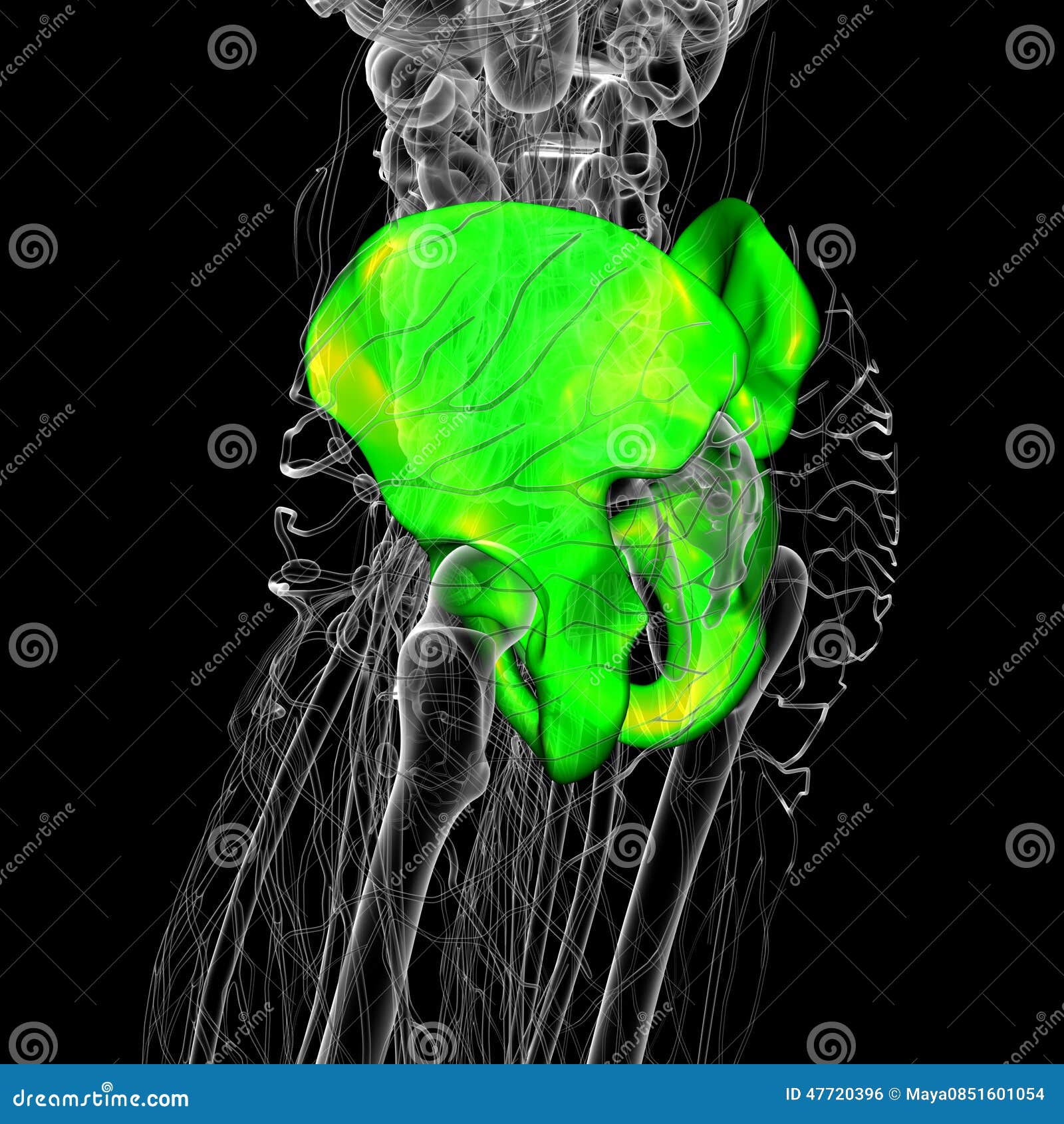 3D Medical Illustration of the Pelvis Bone Stock Illustration ...