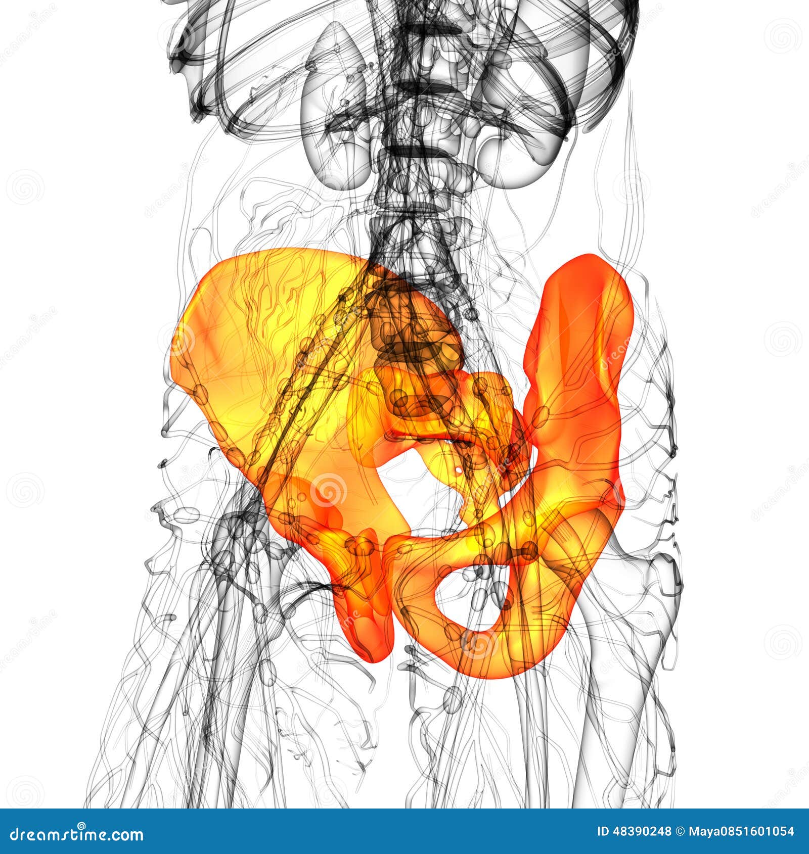 3D Medical Illustration of the Pelvis Bone Stock Photo - Image of ...