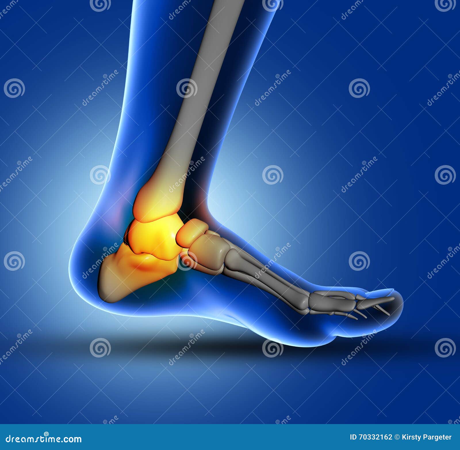 3D Medical Image of Ankle Bone Stock Illustration - Illustration of ...
