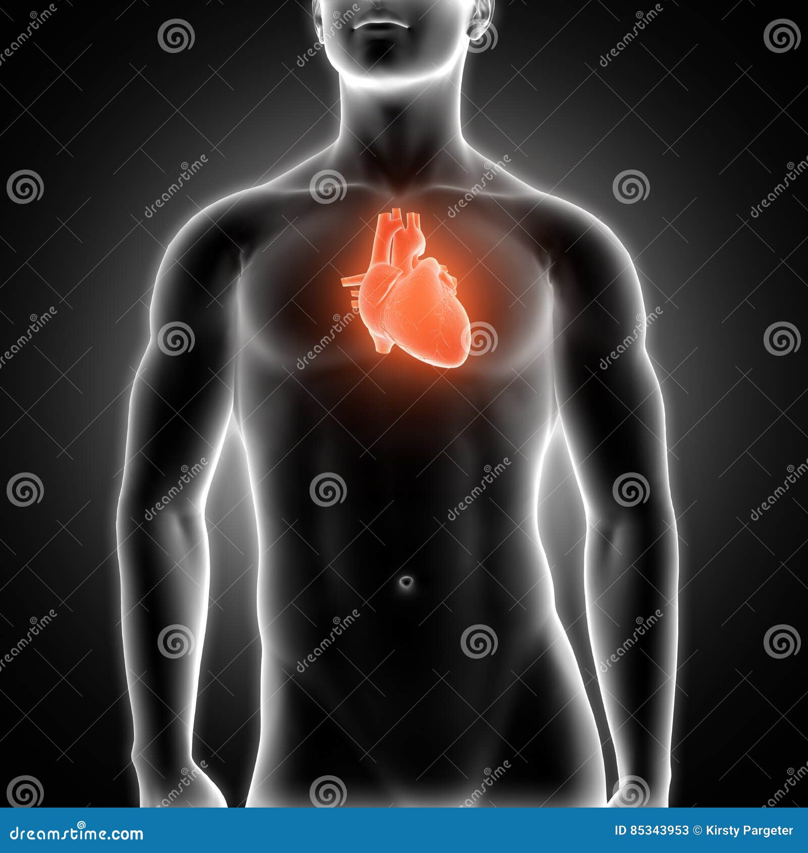3D Medical Male Figure with Heart Highlighted Stock Illustration ...