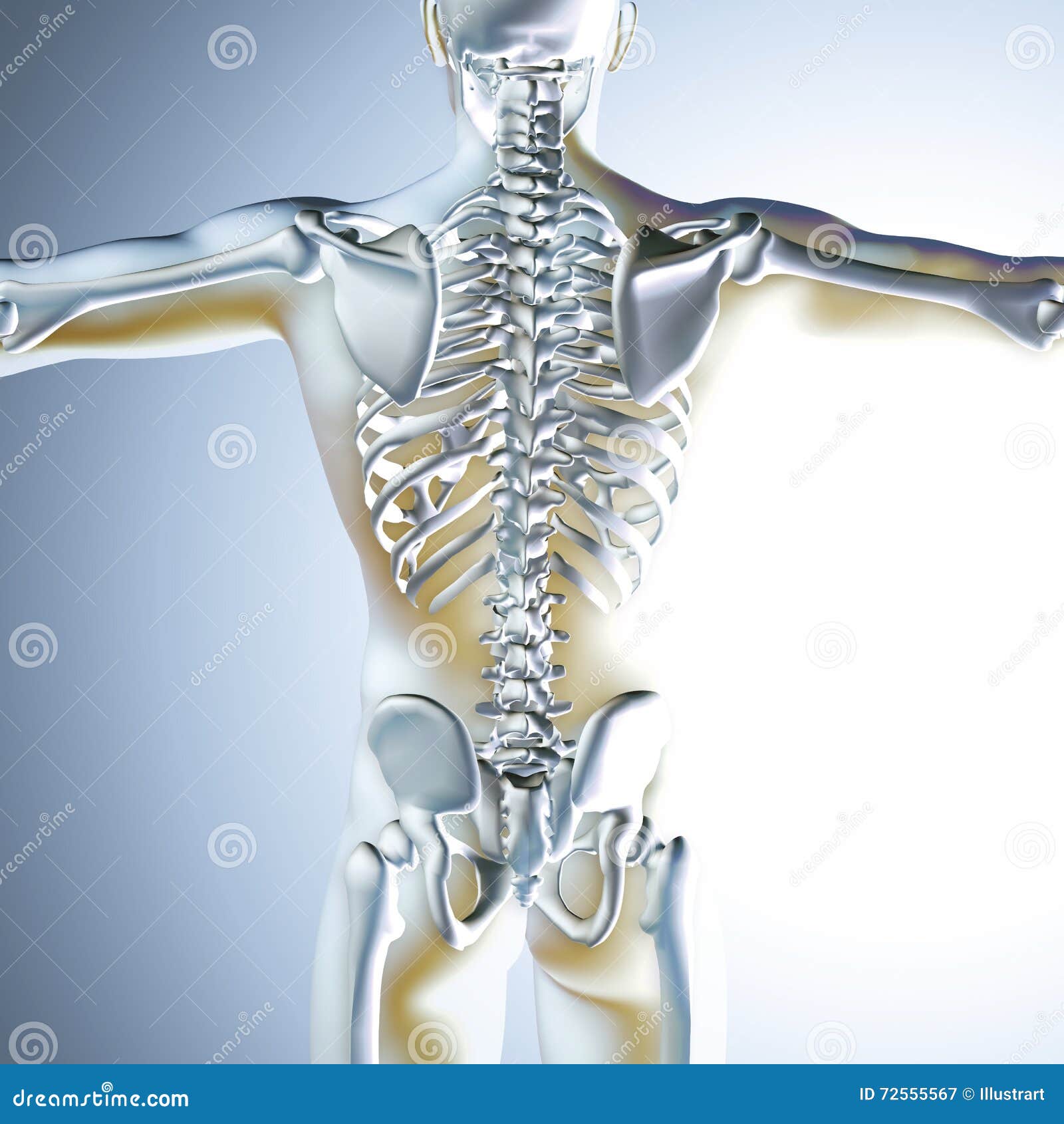 3d Medical Male Figure with Skeleton Stock Illustration - Illustration ...
