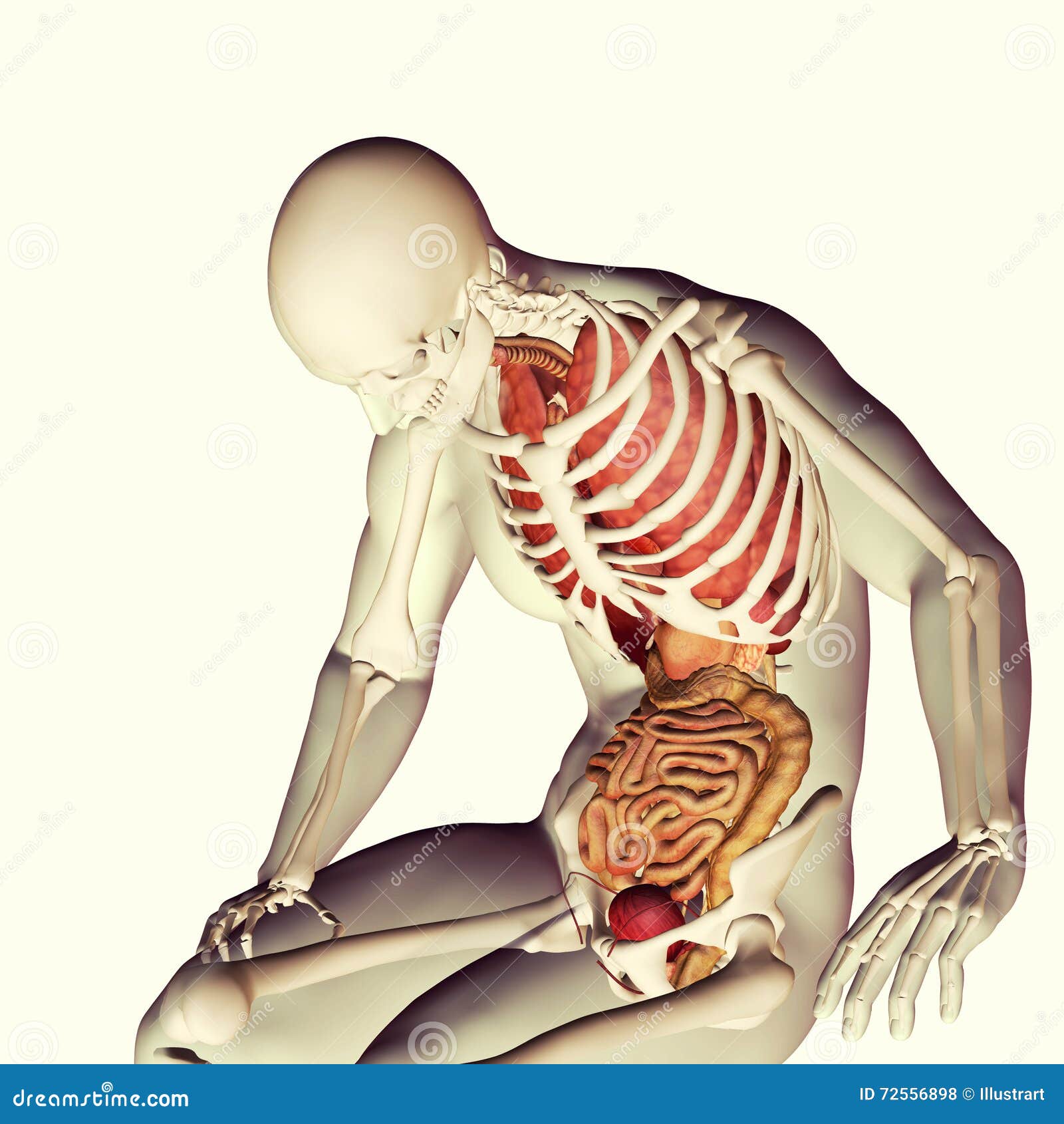 3d Medical Skeleton With Internal Organs Stock Photography ...