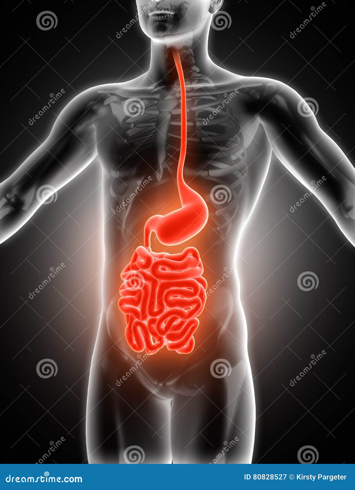 3D Medisch Beeld Die Ingewanden Tonen Stock Illustratie - Illustration ...