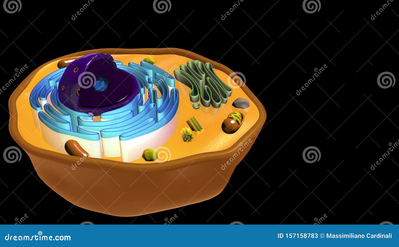 Animal Cell - rotation SX stock video. Video of medical - 157158783