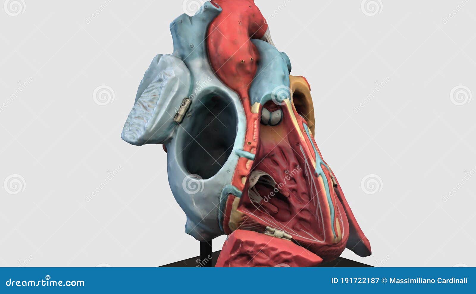 Human Heart - Zoom Out Rotation Stock Video - Video of cardiac ...