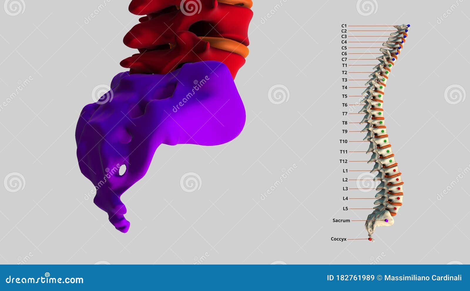 The Human Spinal Column - Sacrum Stock Video - Video of lumbar ...
