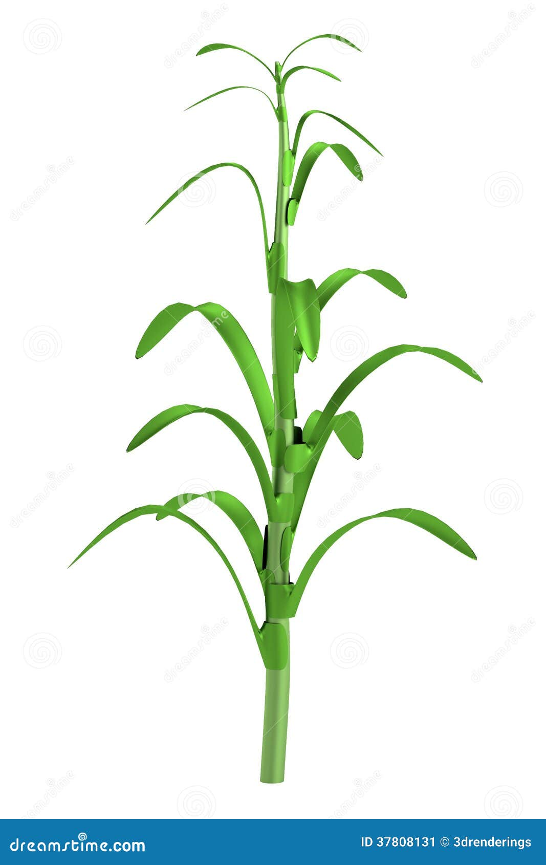 Cartoon Corn Stalk