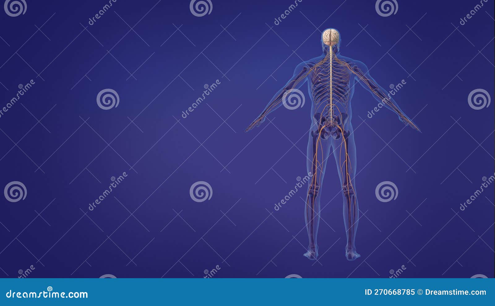 3d Model Human Brain and Nervous System Stock Illustration ...