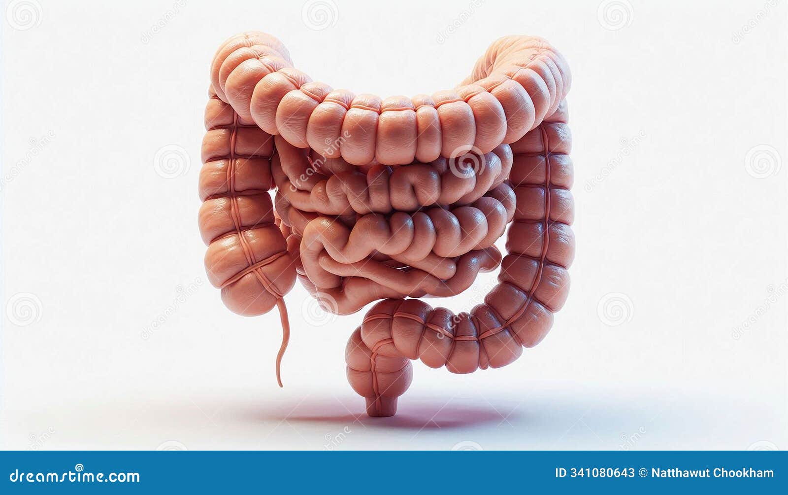 3D Model of Human Digestive System Anatomy Stock Illustration ...