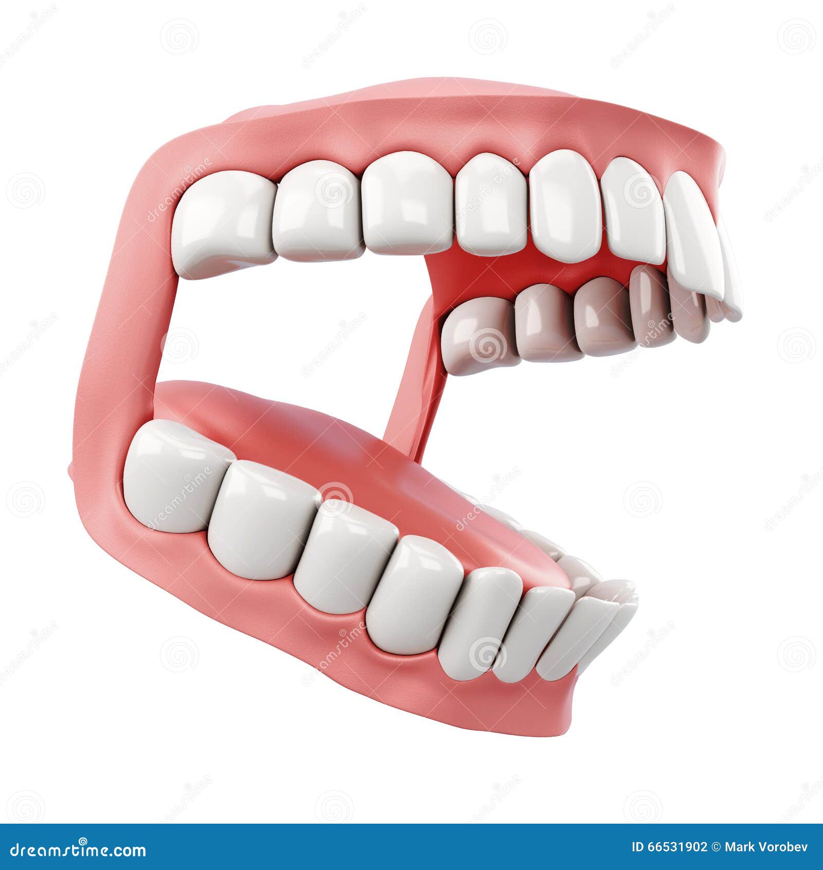 3d Model of Human Jaw on a White Background. Side View Stock ...