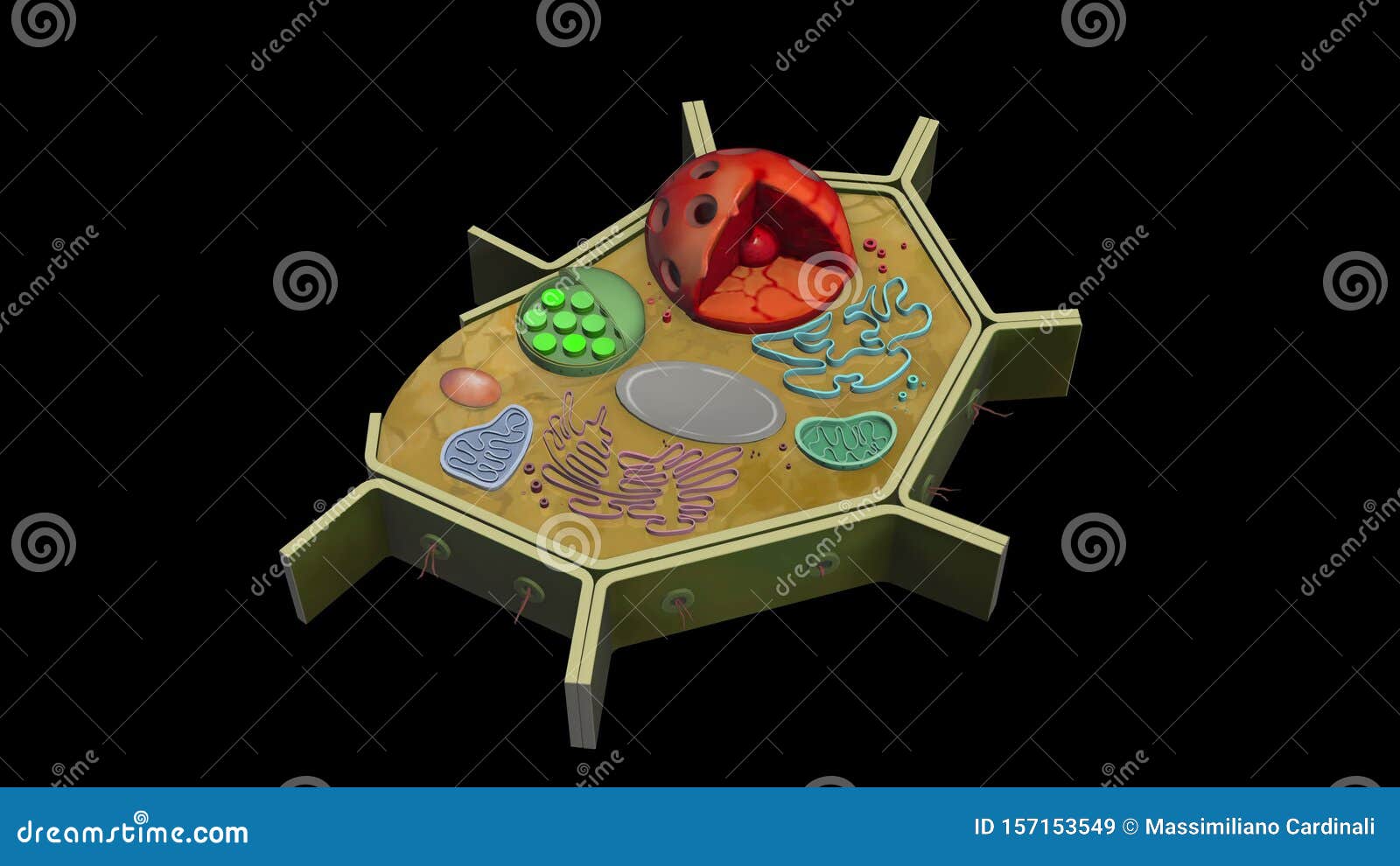 Plant Cell Animation Stock Footage & Videos - 212 Stock Videos