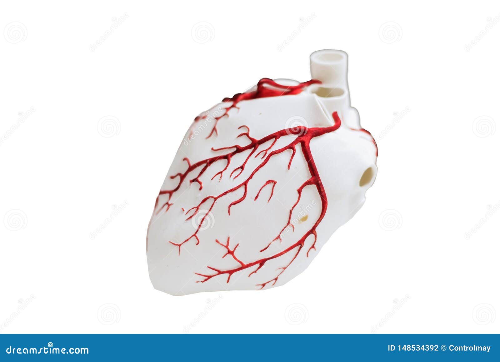 3d Models of Organs. Printed on a 3D Printer Heart. Stock Photo - Image ...