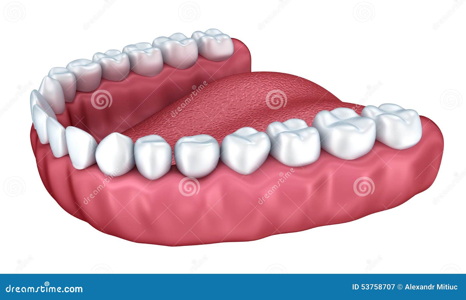 3d Open Denture Isolated Stock Photography | CartoonDealer.com #53759096