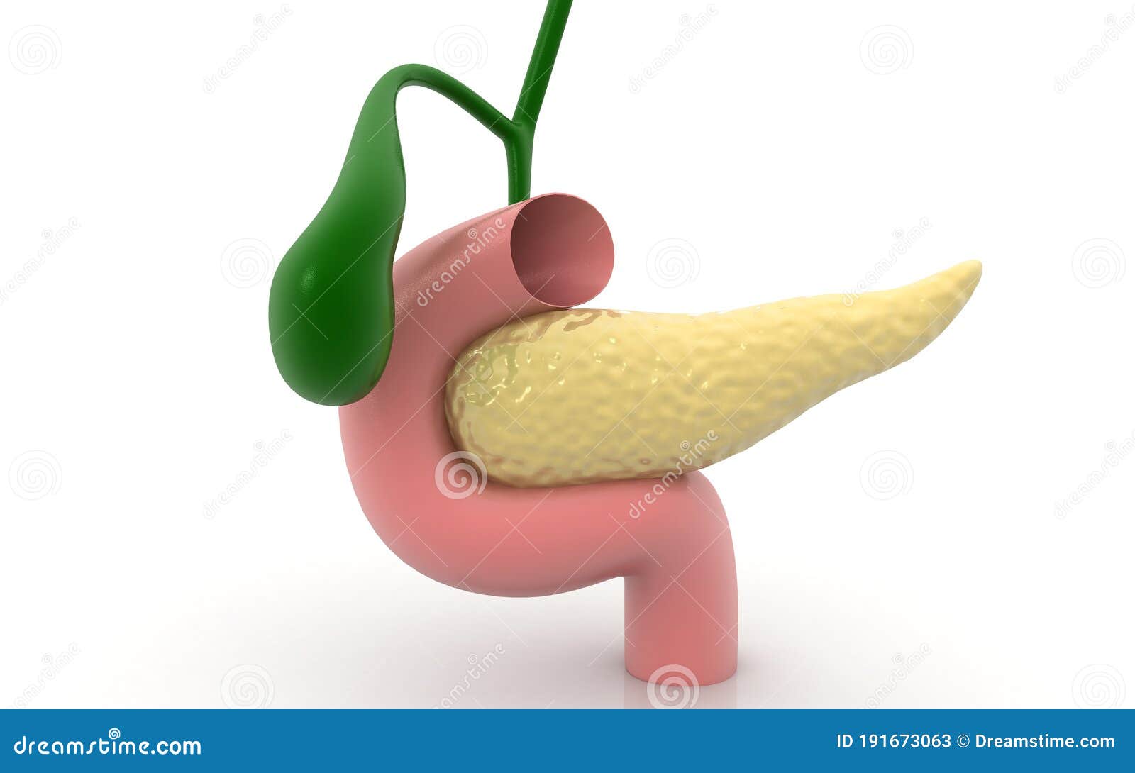 3D Pancreas On A White Background Royalty-Free Stock Photo ...