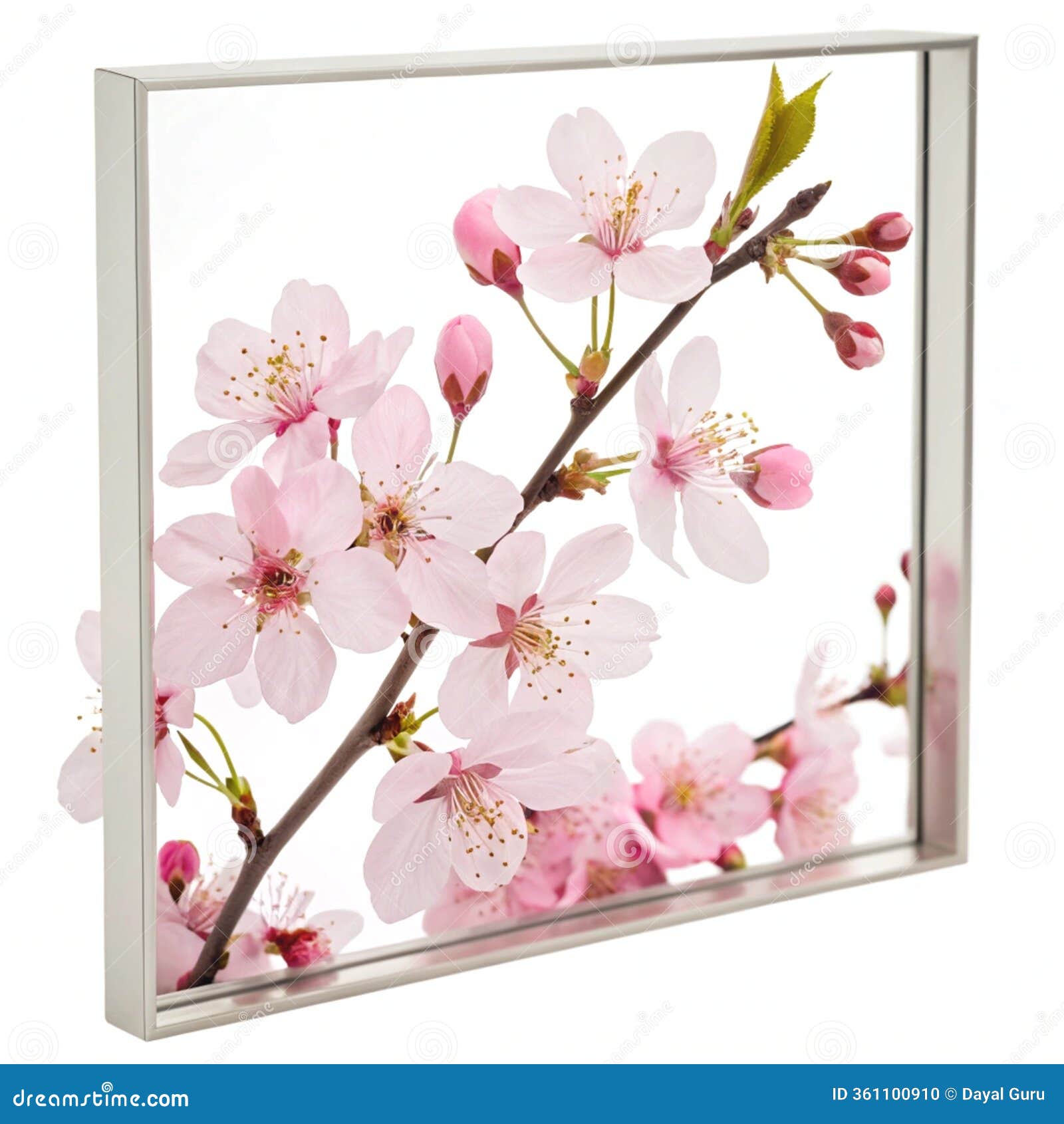 3D Pink Cherry Flowers with Rectangle Frame Isolated on Transparent ...