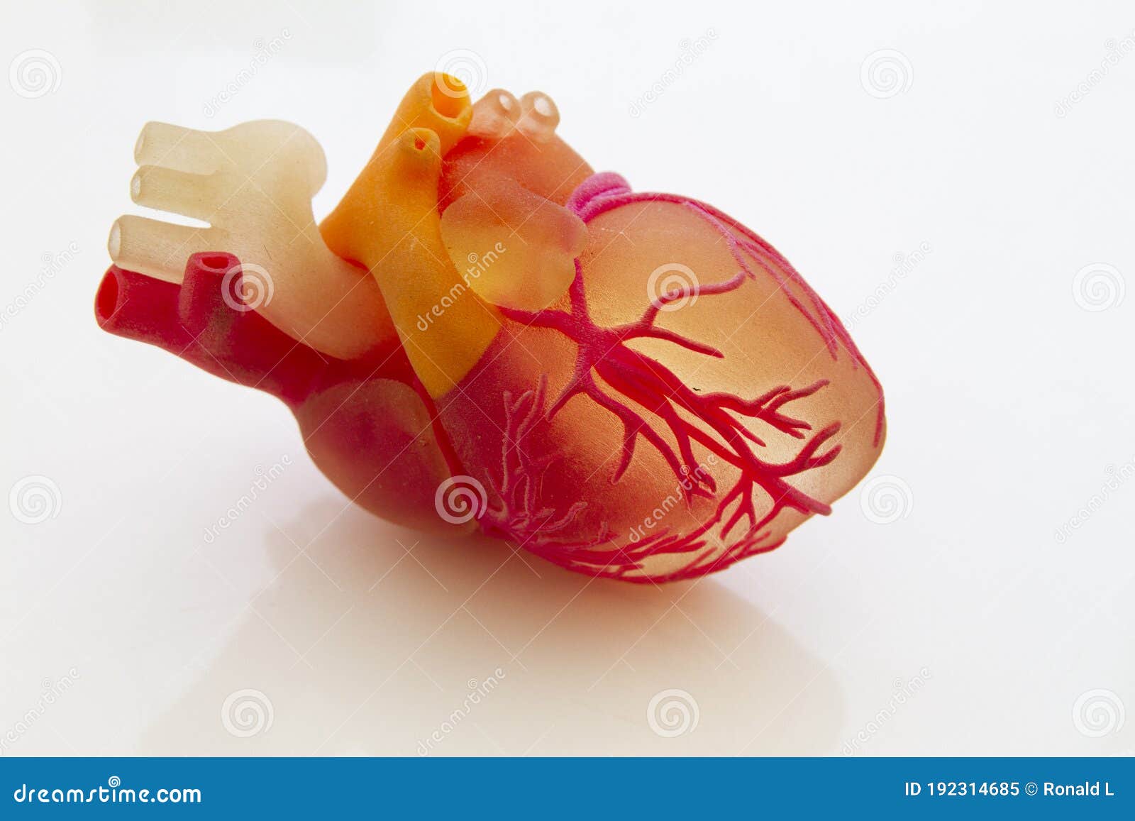 3d Printed Human Heart