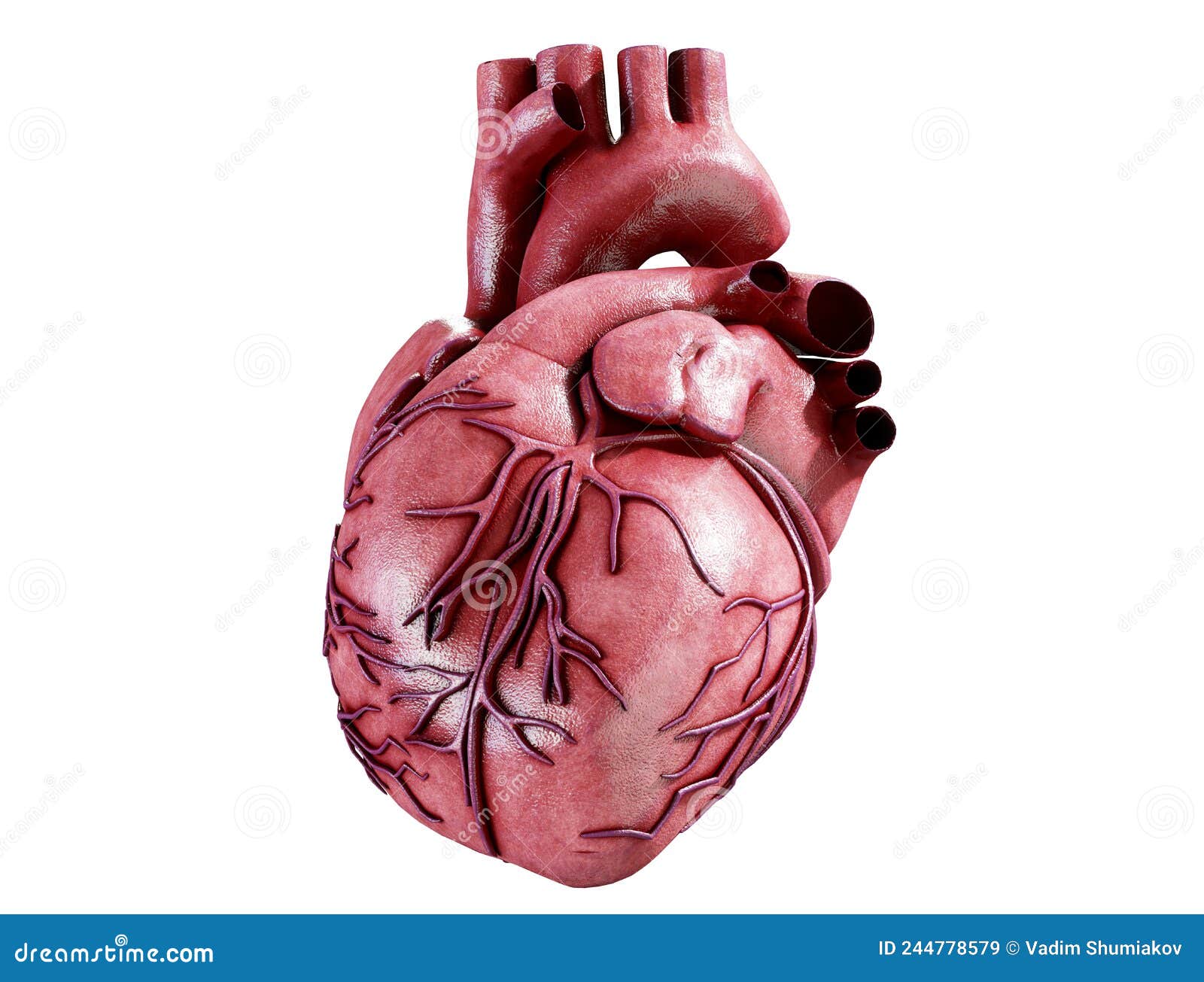 3d Realistic Anatomy of Human Heart Isolated on White, 3d Render Stock ...