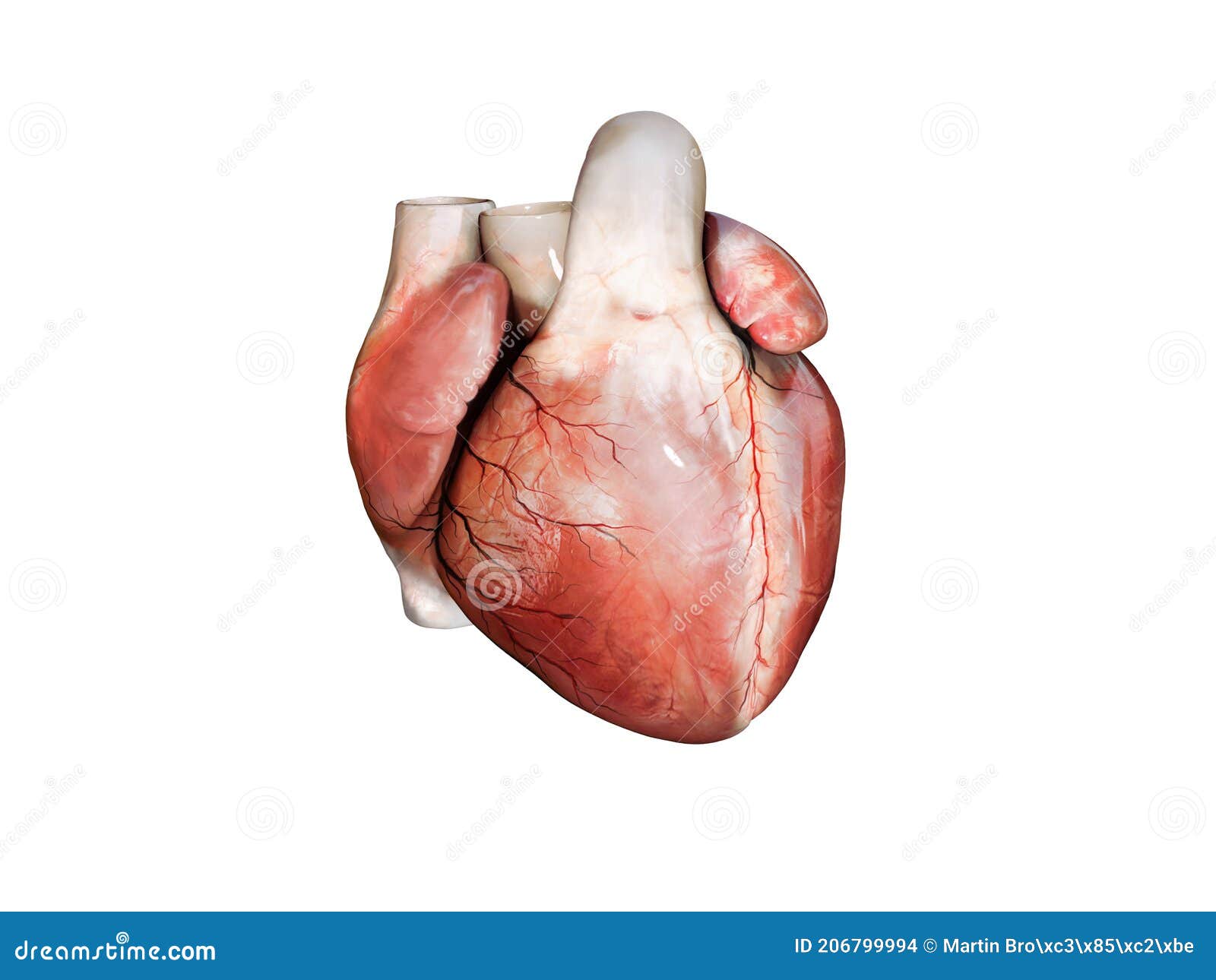 3d Realistic Anatomy of Human Heart Isolated on White, 3d Render Stock ...