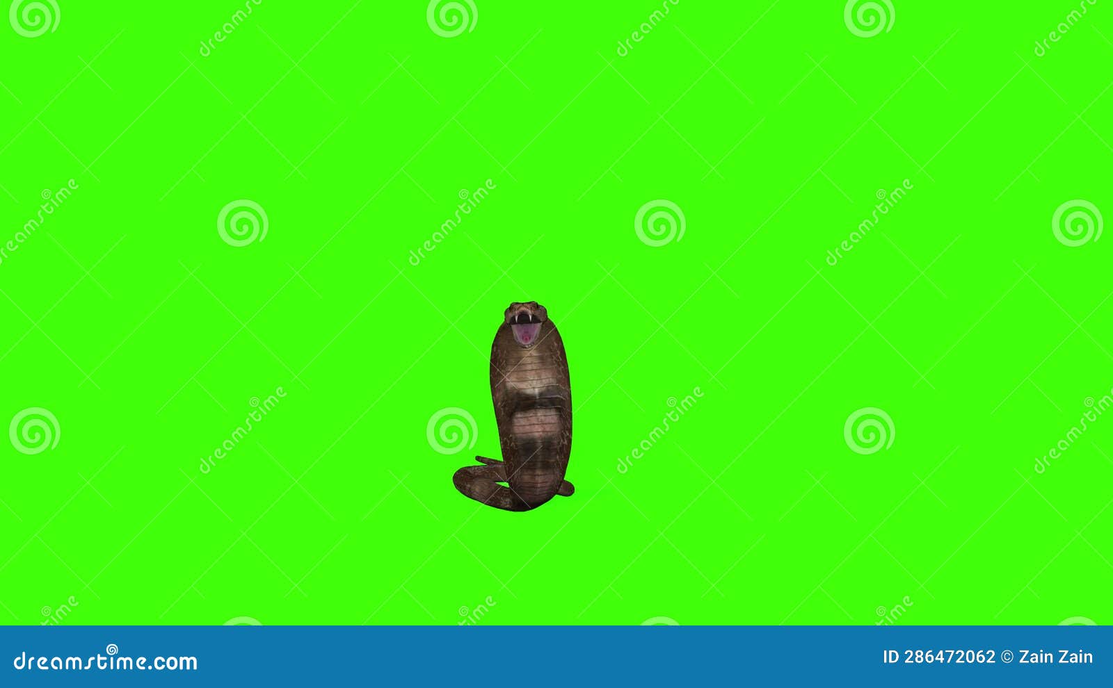 3D Realistic Cobra Snake Crawling on Green Screen Render Stock Footage ...