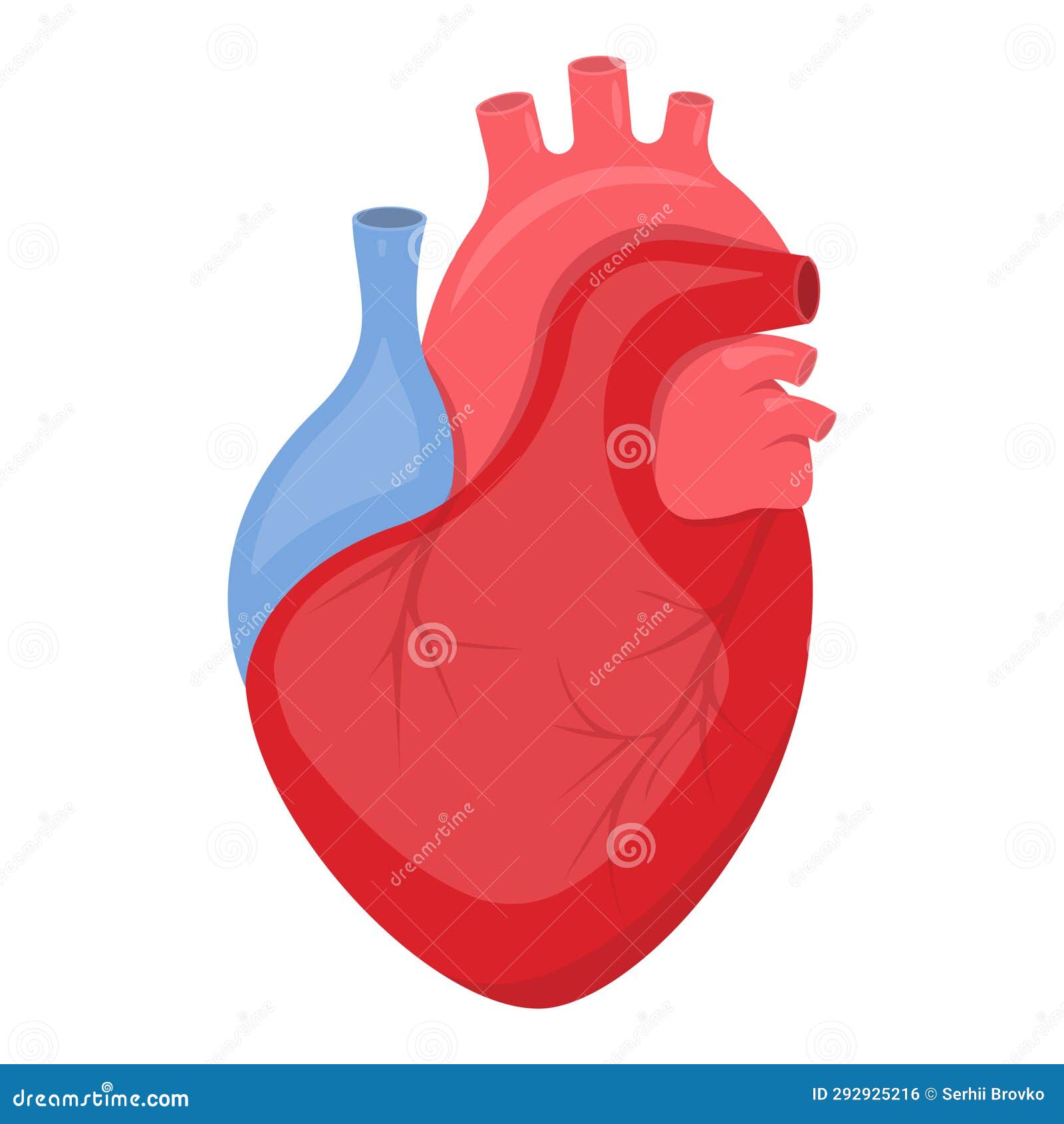 3d Realistic Human Heart. Anatomically Correct Heart With Venous System ...