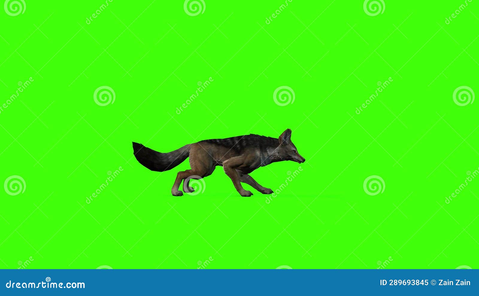 3D Realistic Jackal Barking with Walk Cycle Side View Loop Animation on ...