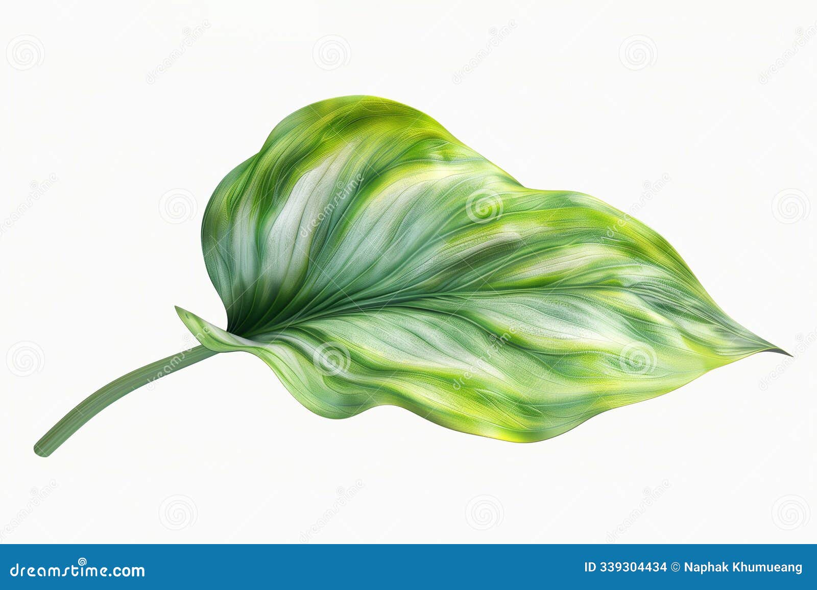 3D Realistic Style of Hosta Leaf Isolated on a White Background ...