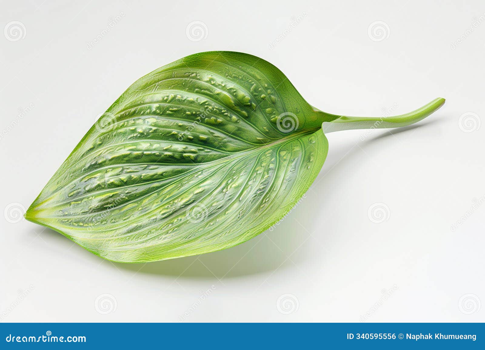 3D Realistic Style of Hostas Leaf Isolated on a White Background ...