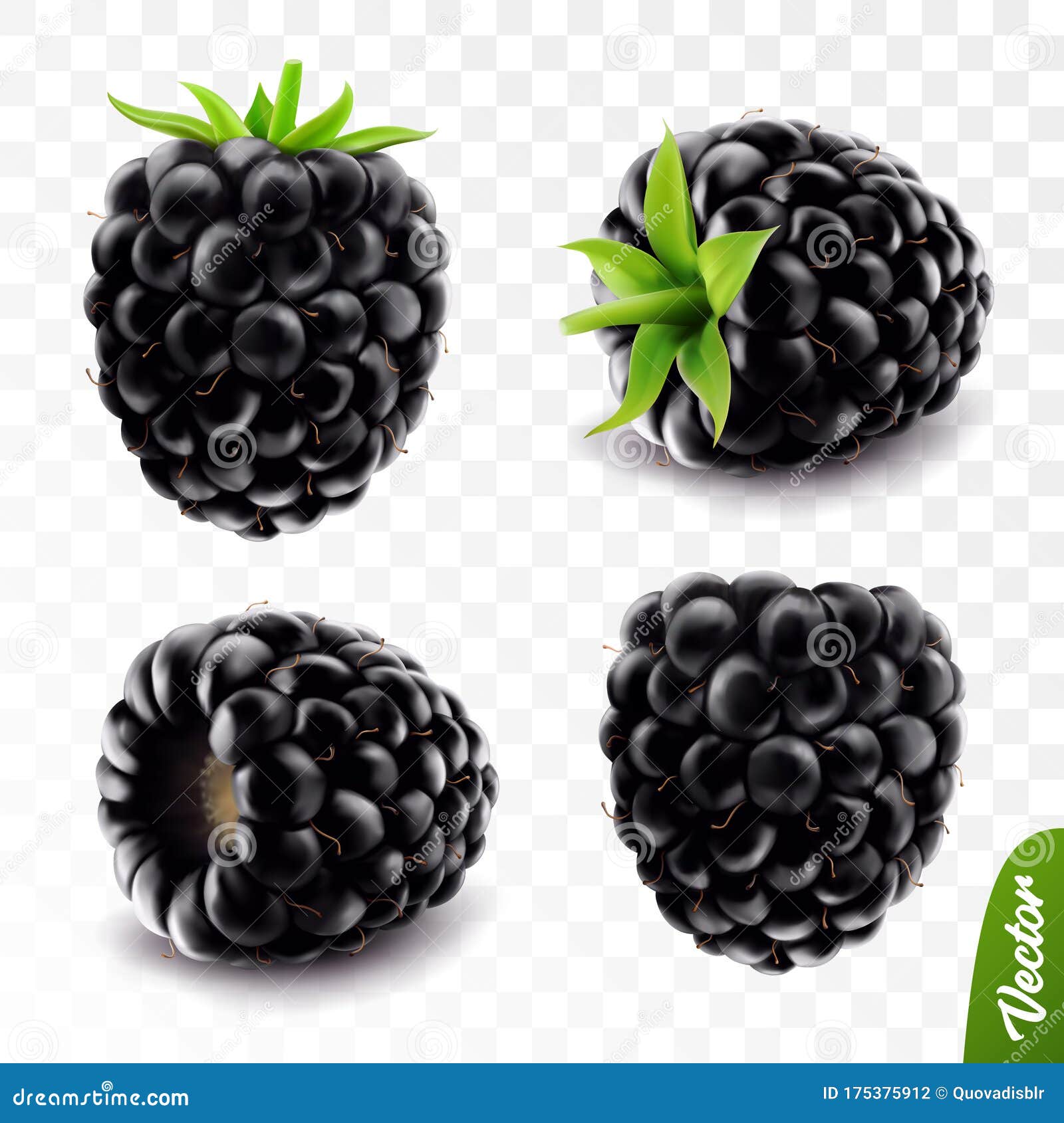 Blackberry Fruit Cartoon Illustration | CartoonDealer.com #42474914