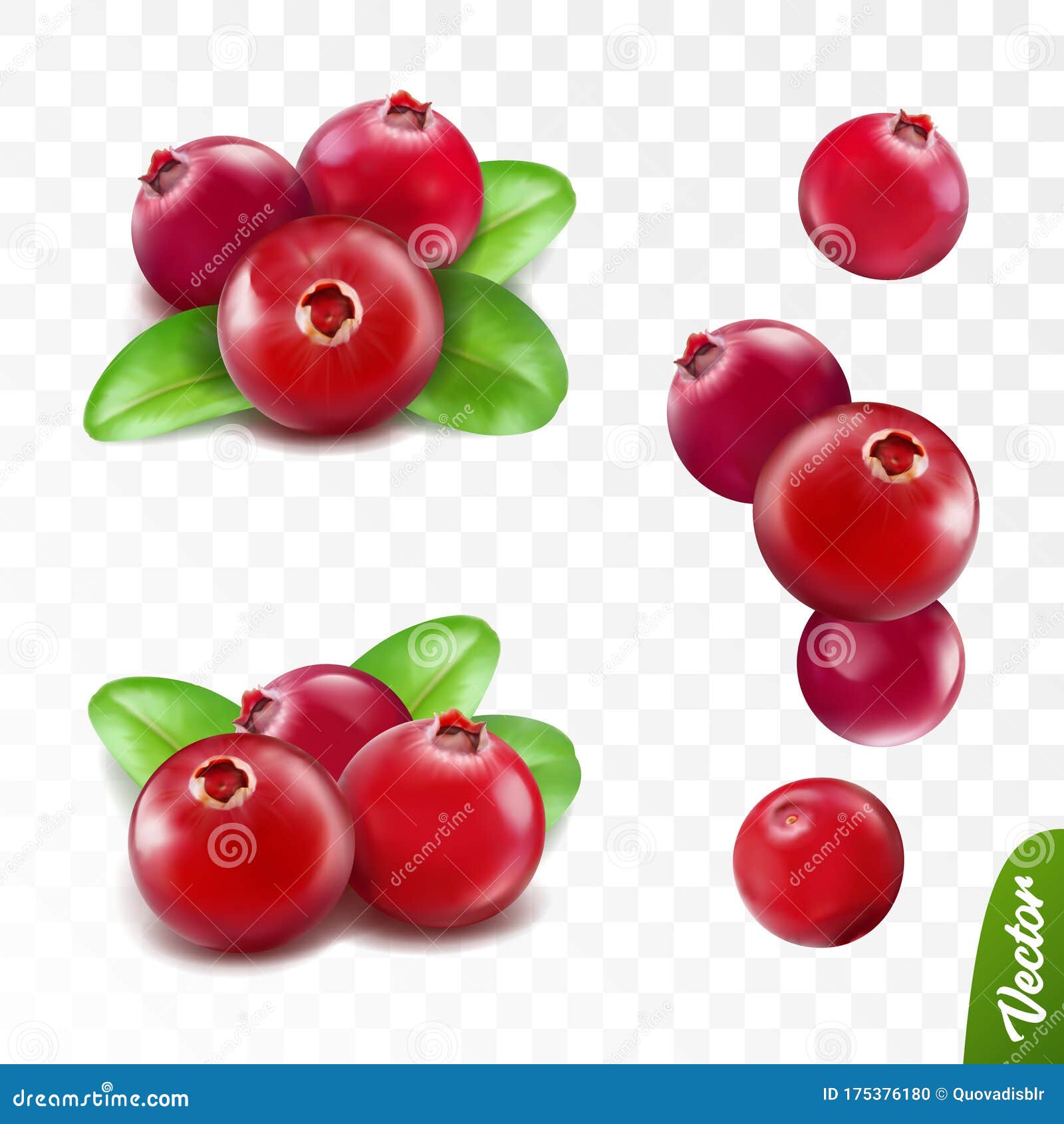 3d Realistic Vector Berries Set, Fresh Cranberry Fruit with Leaves ...