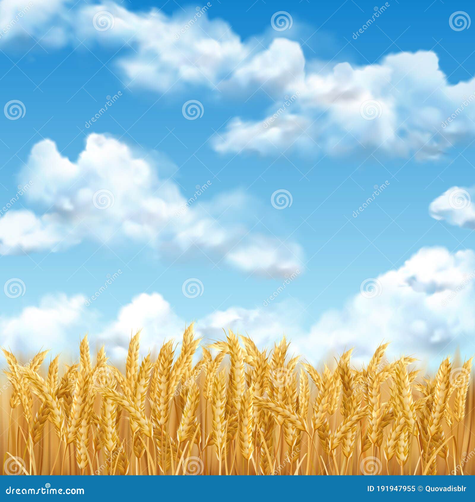 3D Realistic Vector Gold Wheat Field and Blue Sky with Clowds Stock ...
