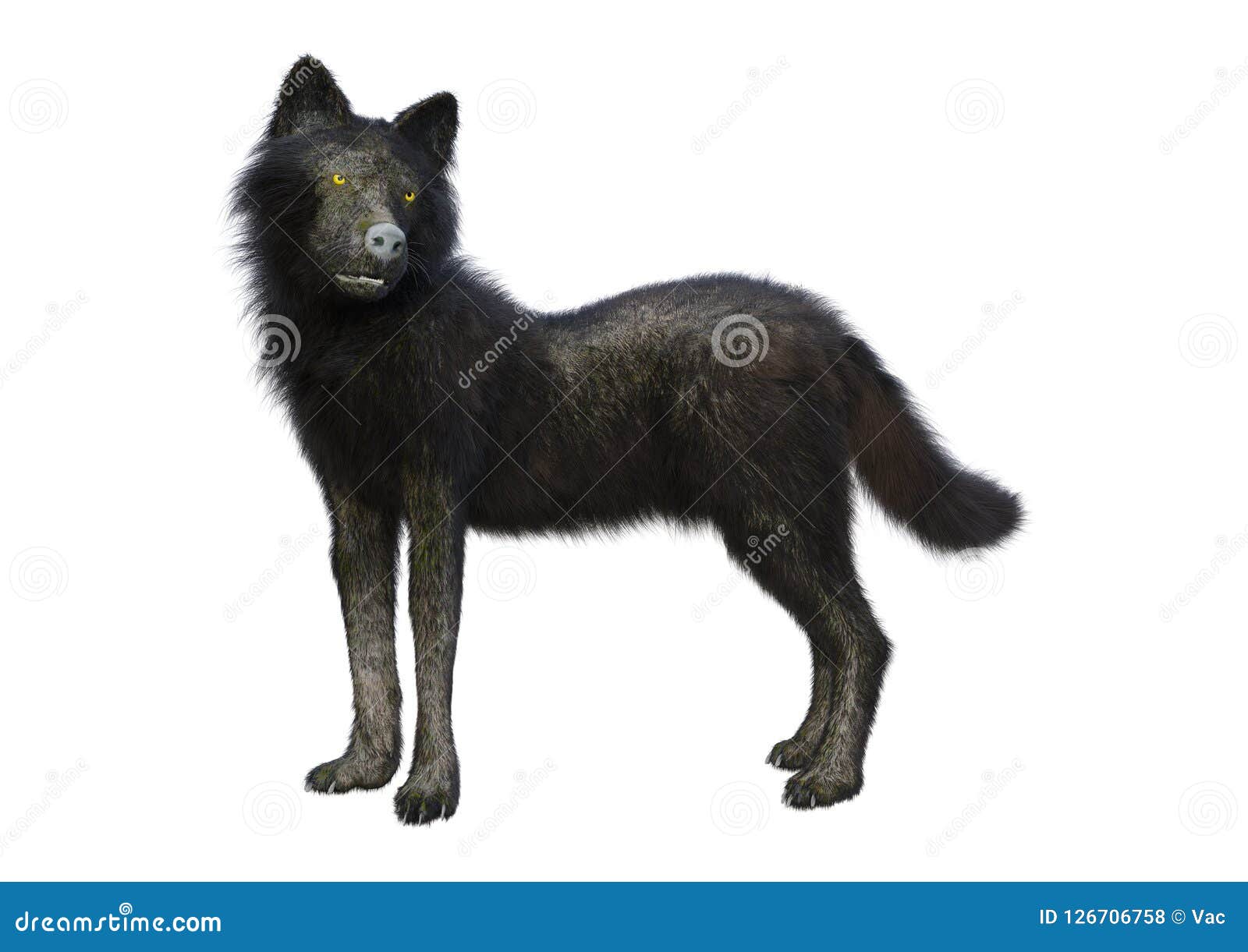 3D Rendant Le Loup Noir Sur Le Blanc Illustration Stock - Illustration ...