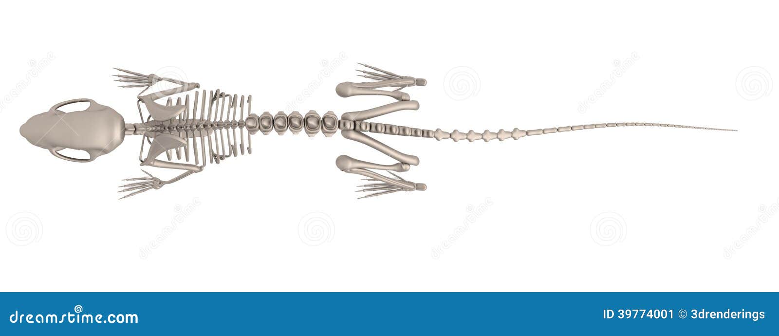 3d Rendem Do Esqueleto Do Rato Ilustração Stock - Ilustração de rato ...