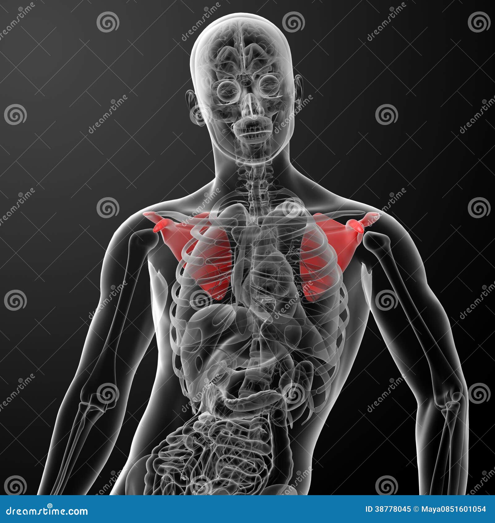 3d Rendem O Osso Da Omoplata Da Ilustração Ilustração Stock ...